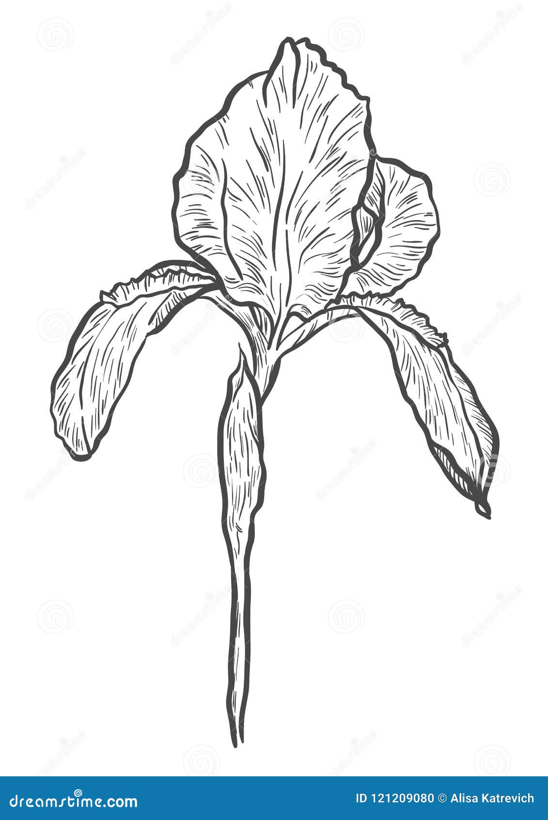 Hand-drawn Iris Set in Vector on White Background. Stock Vector ...