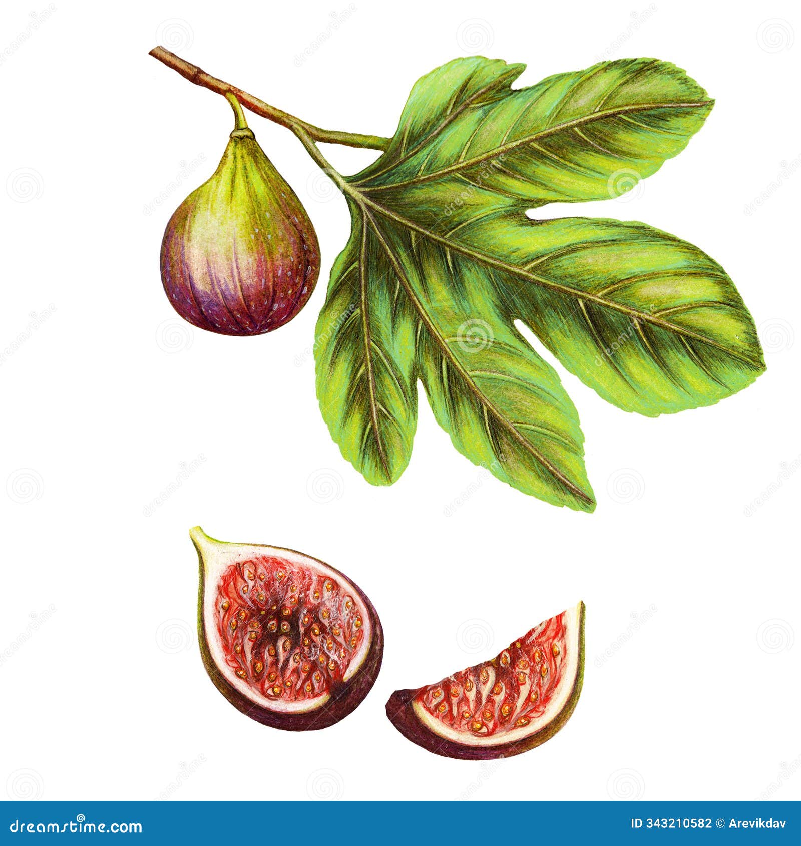 Isolated Figs, Design Colorful Vector Illustration Falling Figs Fruits ...