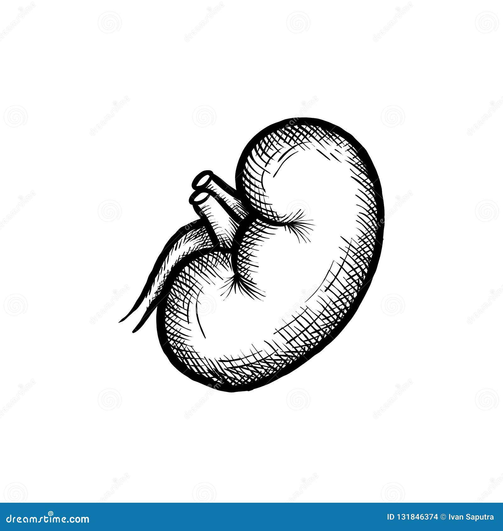 Hand Drawn Kidney Vector Illustration Stock Vector - Illustration of ...