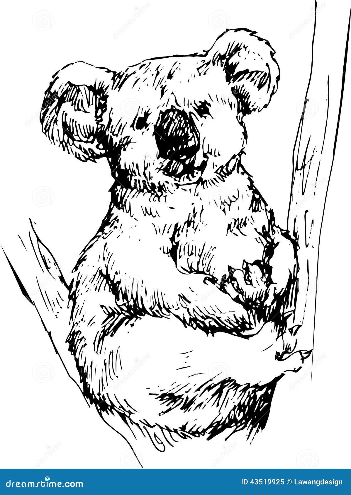 Hand drawn koala stock vector. Illustration of adorable - 43519925