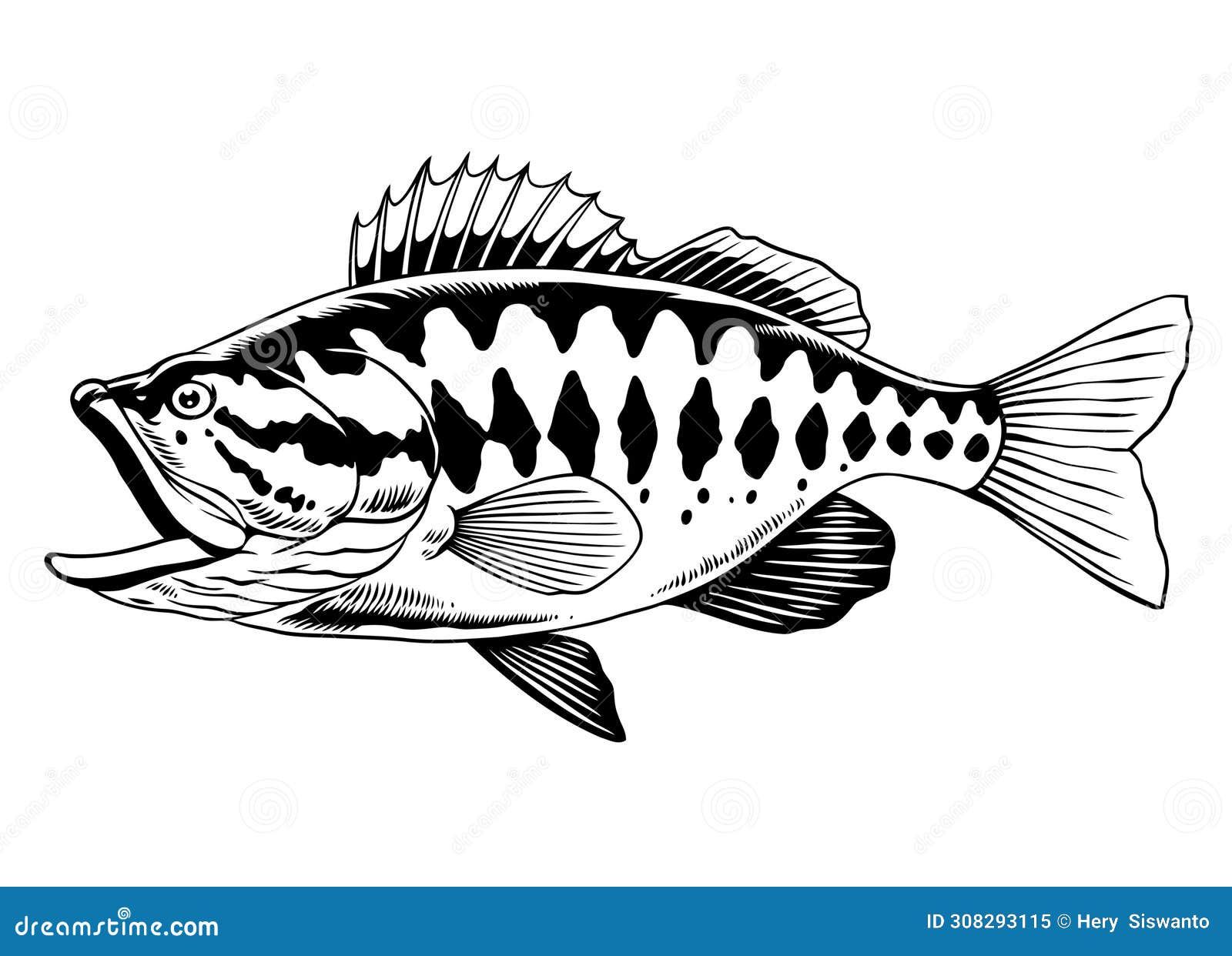 Hand Drawn of Largemouth Bass Fish Stock Vector - Illustration of ...