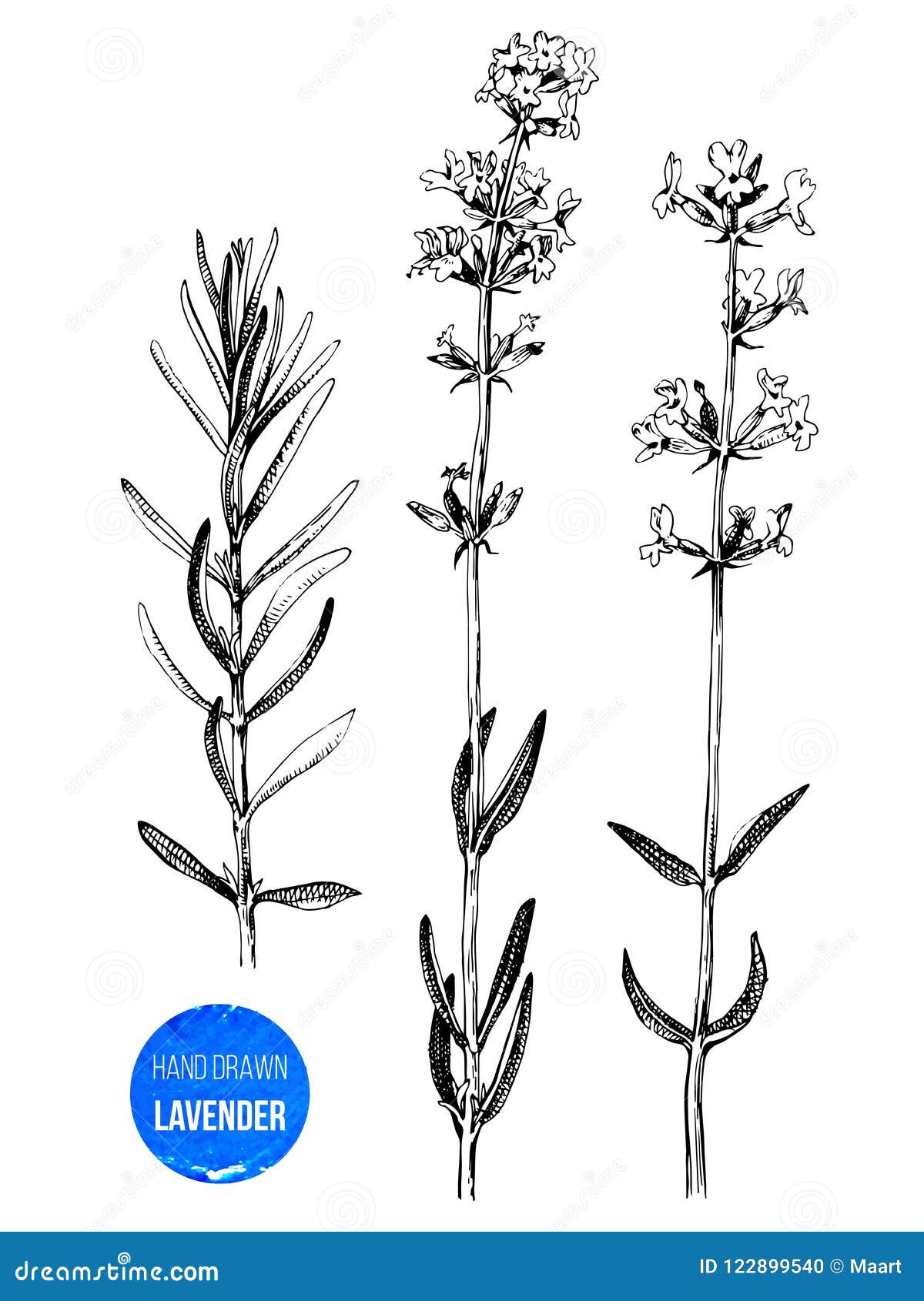 Hand Drawn Lavender Branches Stock Vector - Illustration of bloom ...