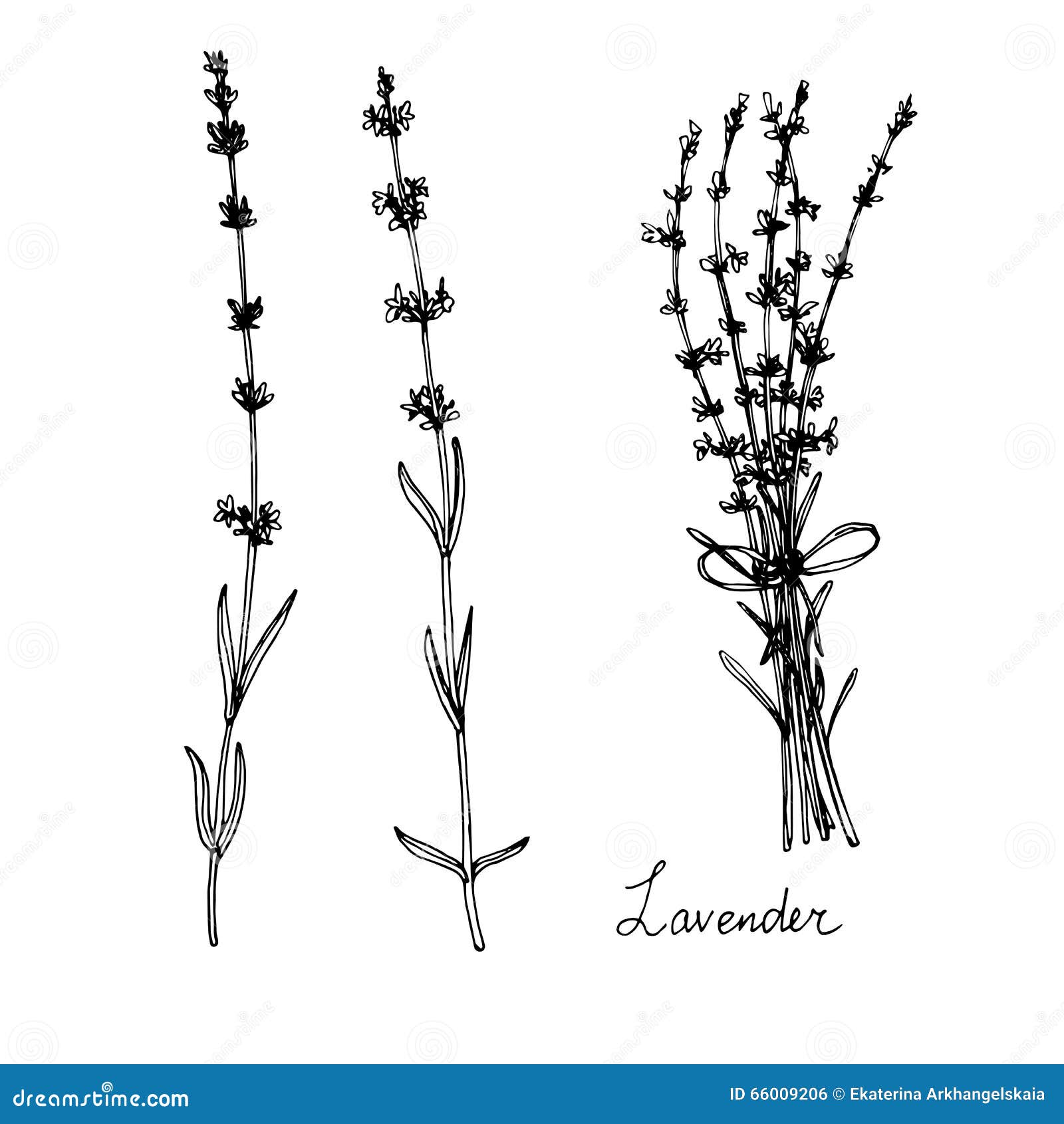 Hand drawn lavender plants stock vector. Illustration of herb - 66009206
