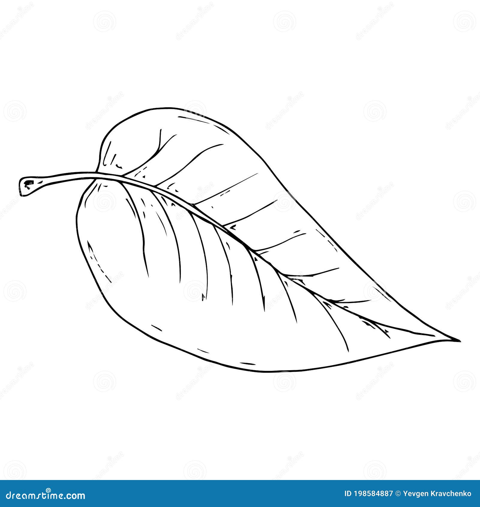 Hand Drawn Leaf of the Tree. Vector Illustration of a Falling Leaf of a ...