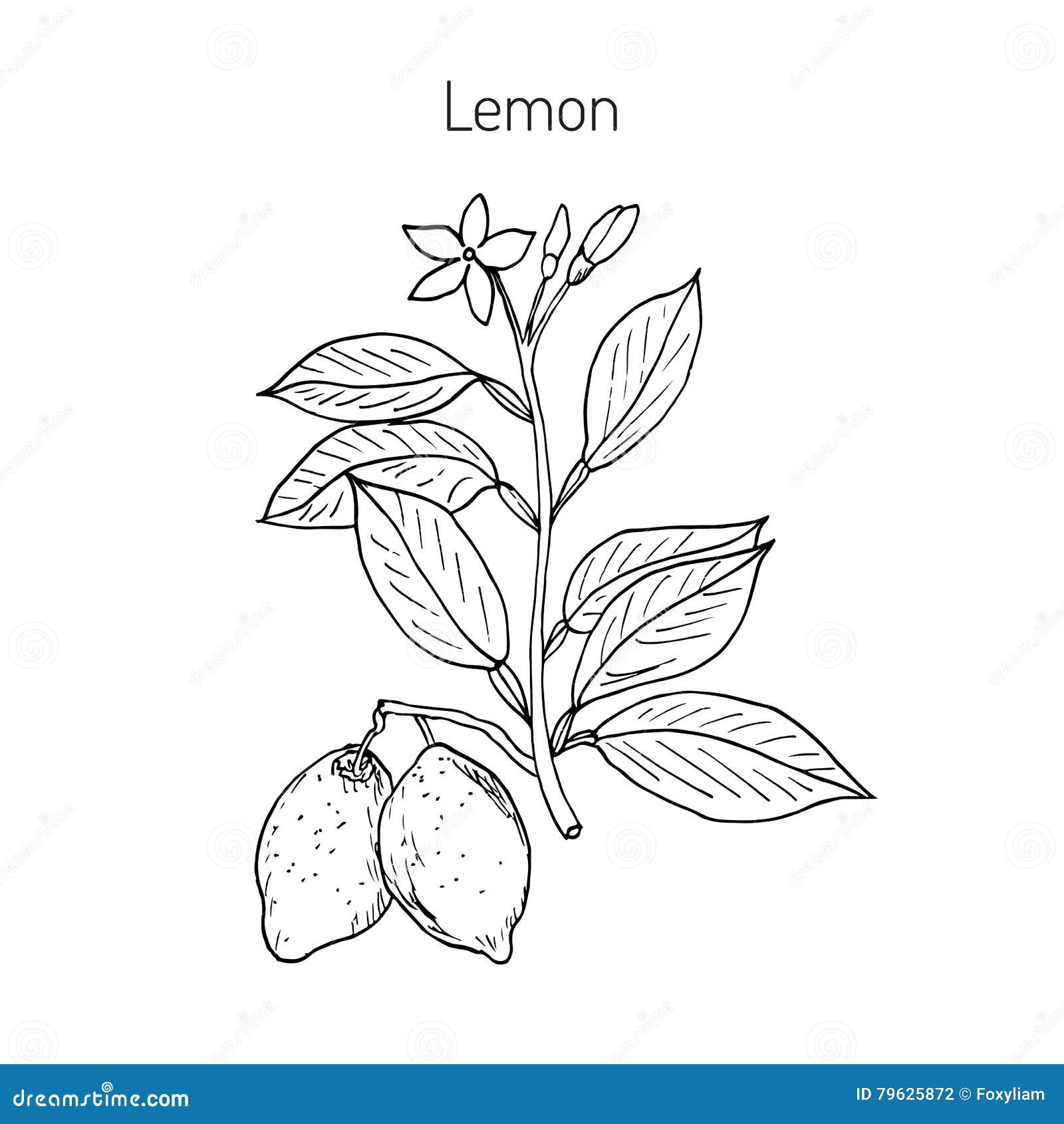 Hand drawn lemon branch stock vector. Illustration of composition ...