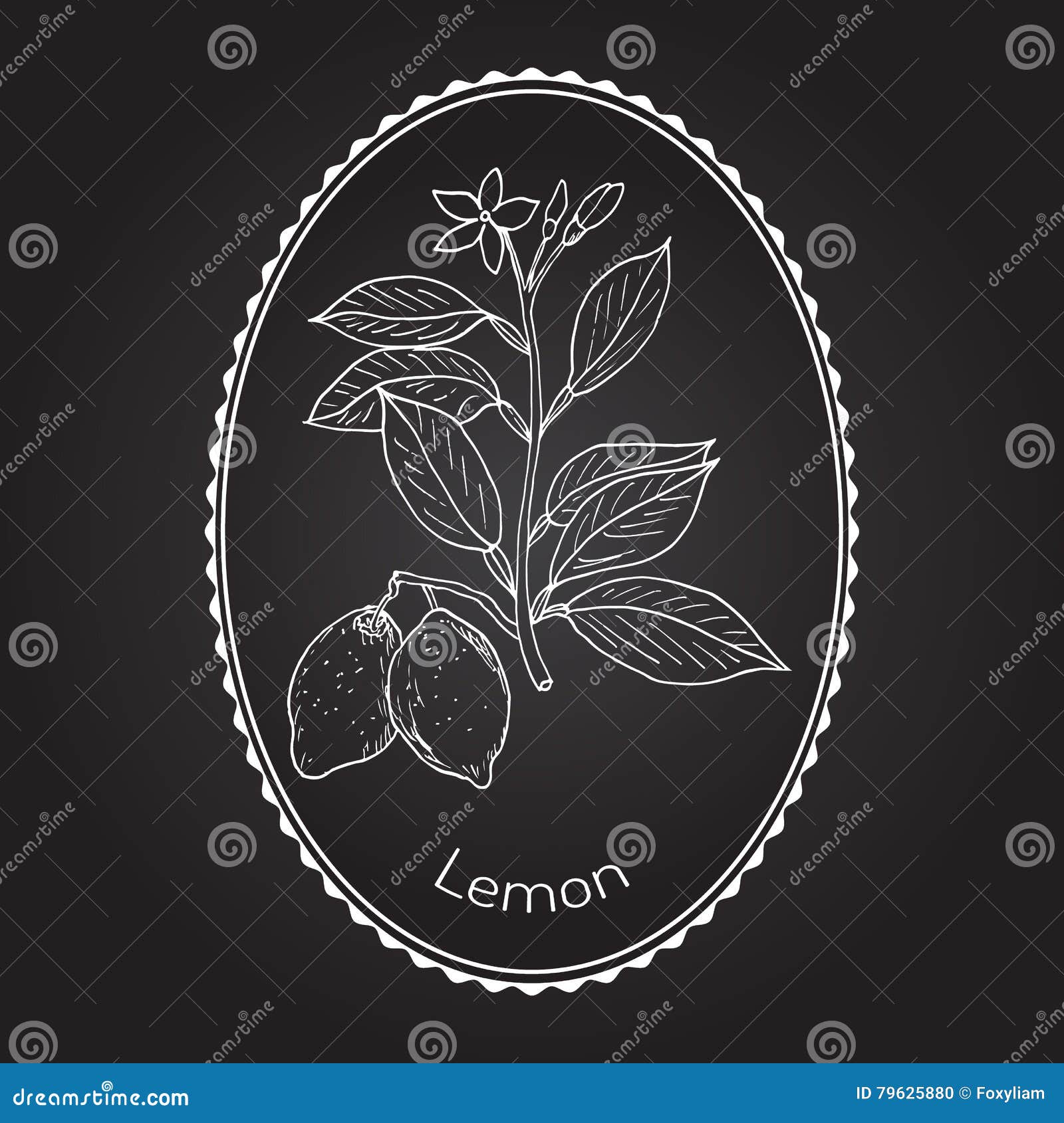 Hand drawn lemon branch stock vector. Illustration of sketching - 79625880