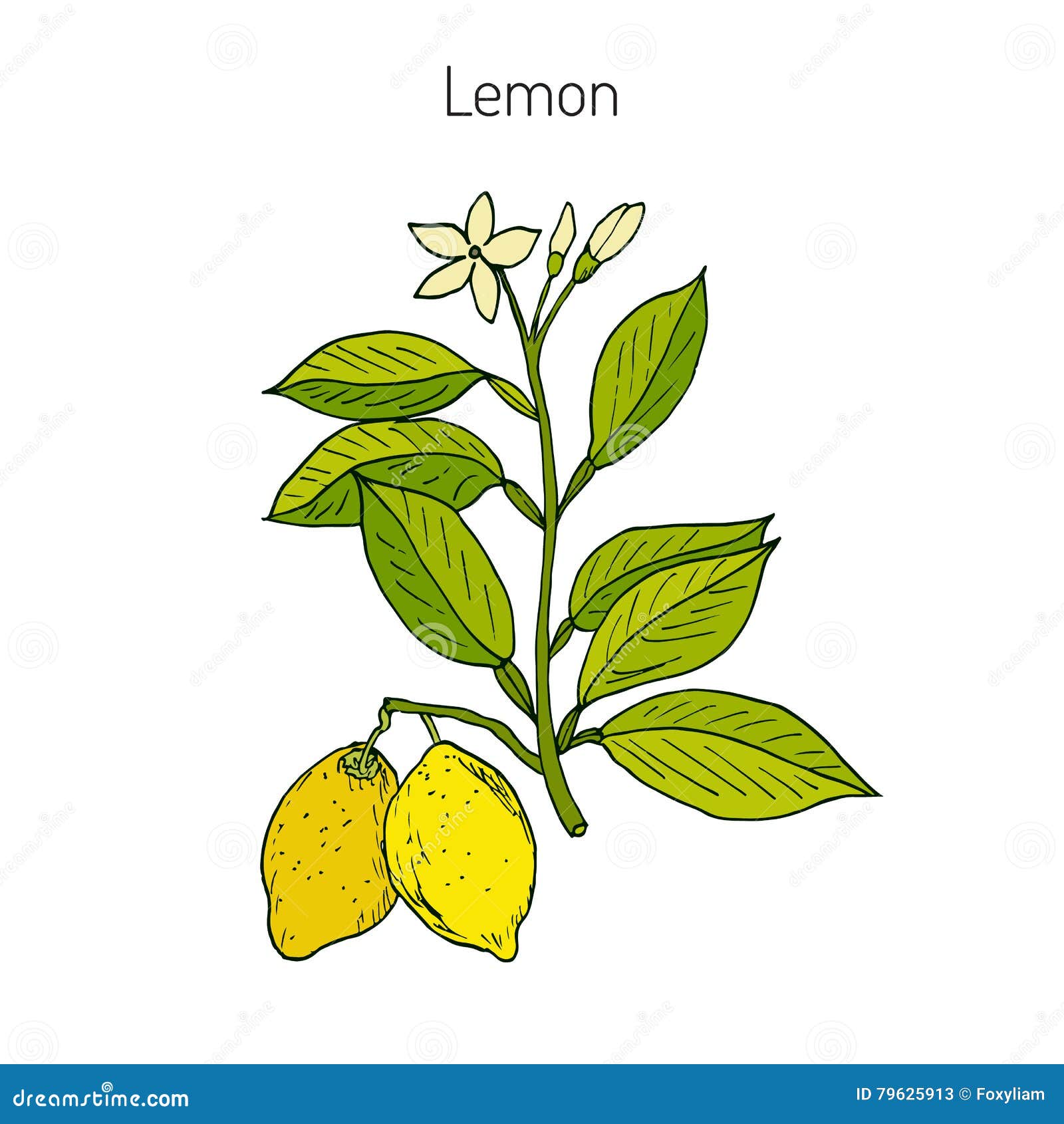 Hand drawn lemon branch stock vector. Illustration of kitchen - 79625913