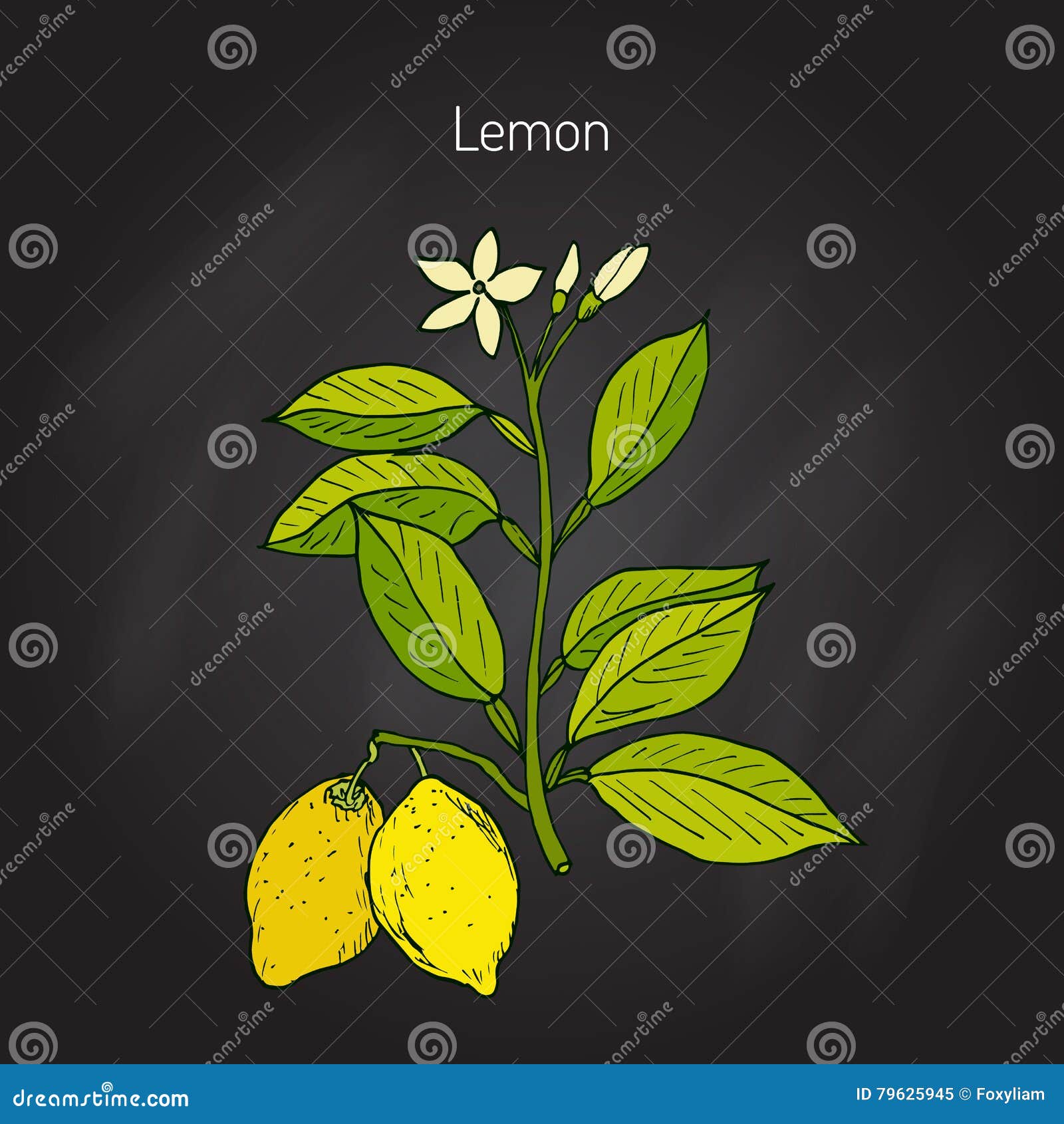 Hand drawn lemon branch stock vector. Illustration of ecology - 79625945
