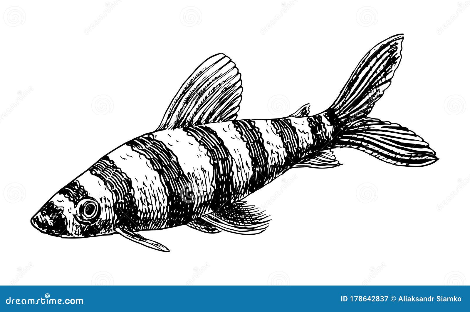 Hand Drawn Leperinus Fish. Sketch Style. Decoration Element. Isolated ...