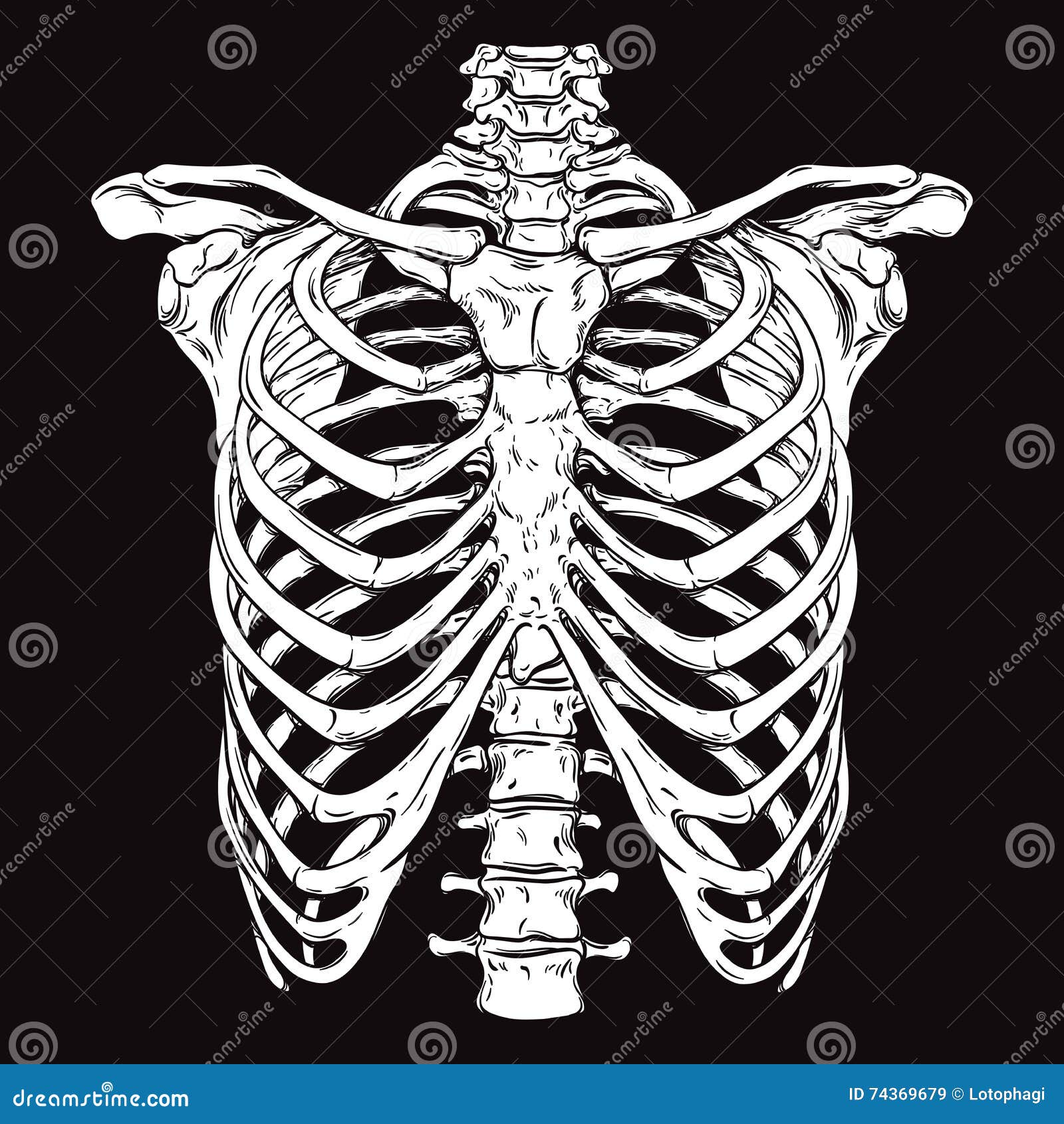 Hand Drawn Line Art Anatomically Correct Human Ribcage Stock Vector Illustration Of Drawing