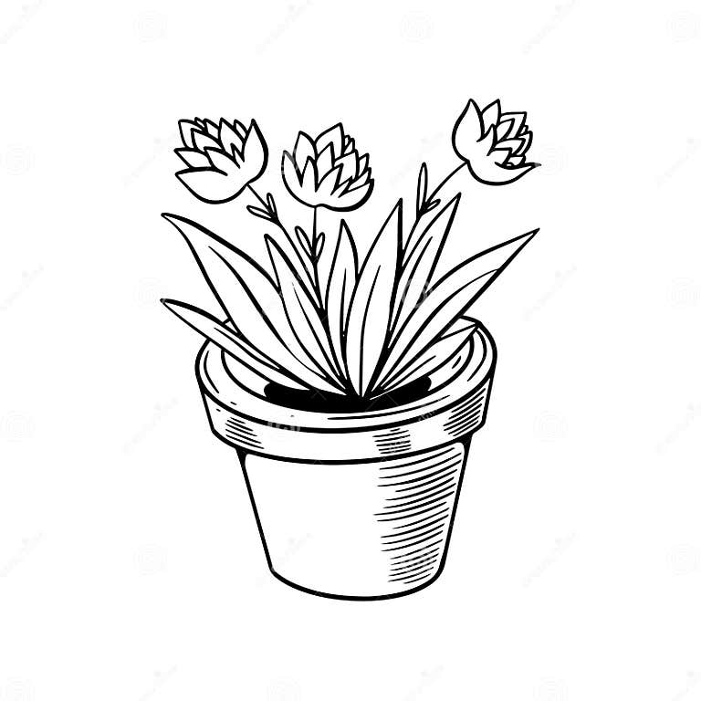 Hand Drawn Line Art Sketch Art Style Flower In A Pot Stock Illustration Illustration Of