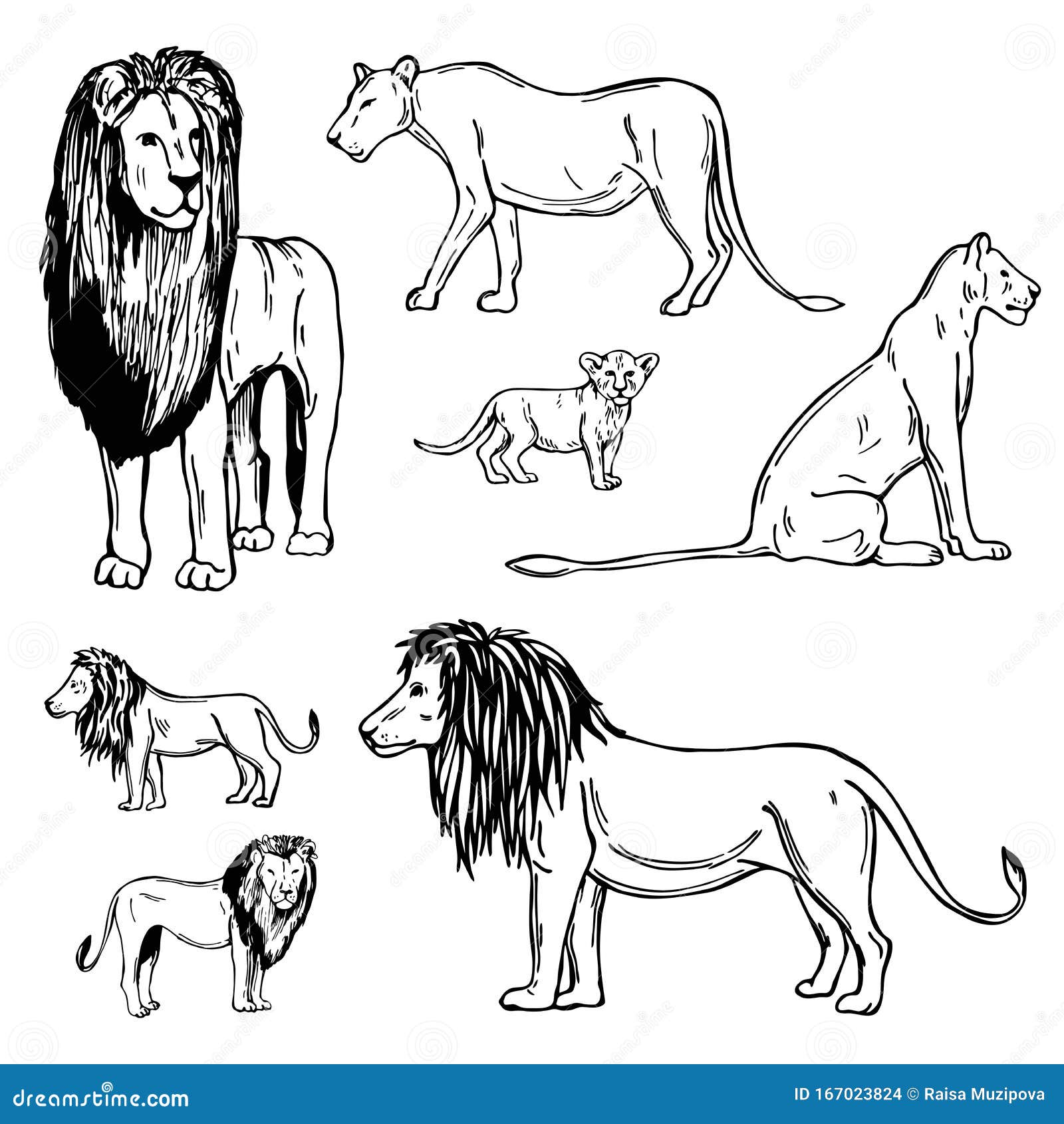 Hand Drawn Lions. Vector Sketch Illustration Stock Vector ...