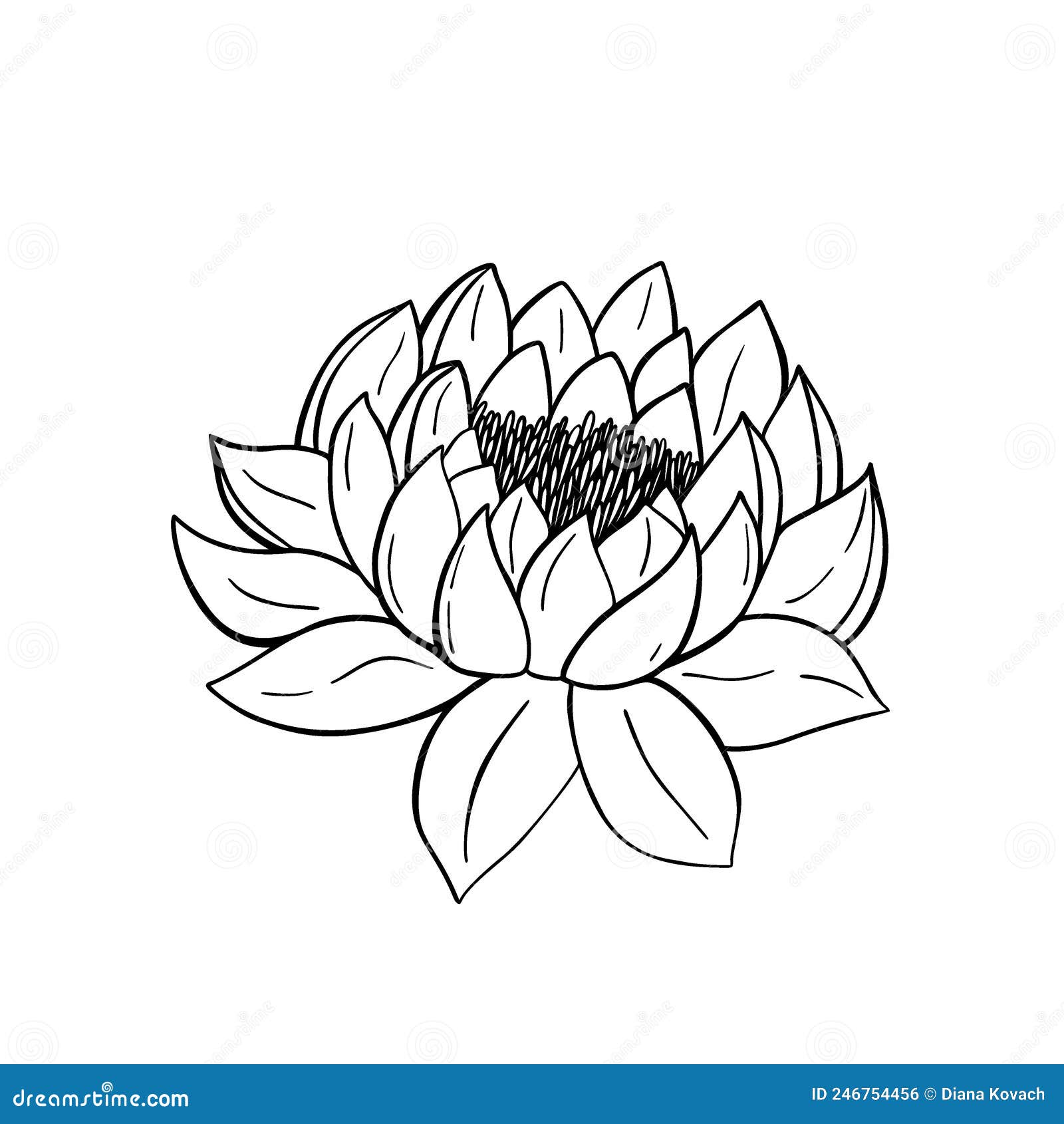 Hand Drawn Lotus Flower Isolated On White Background Decorative Vector