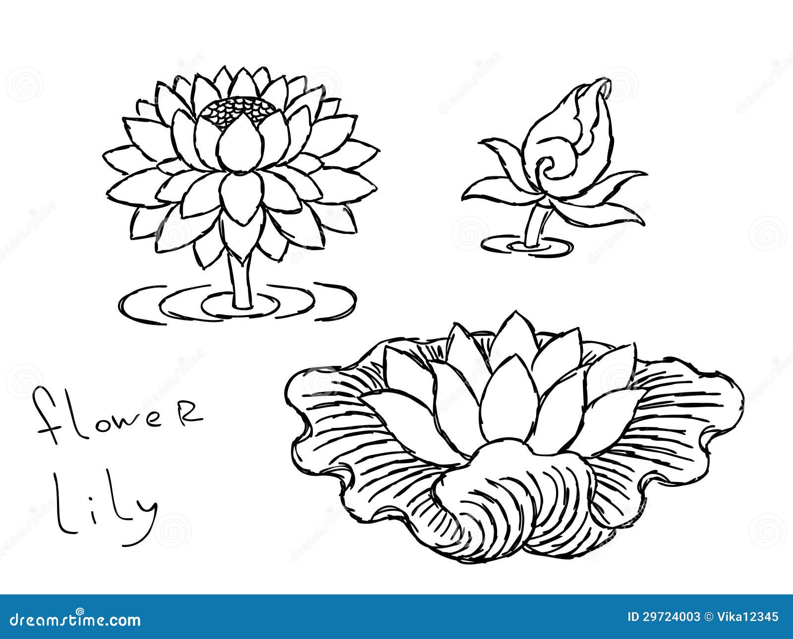 Lotus flower stock vector. Illustration of handdrawn - 29724003