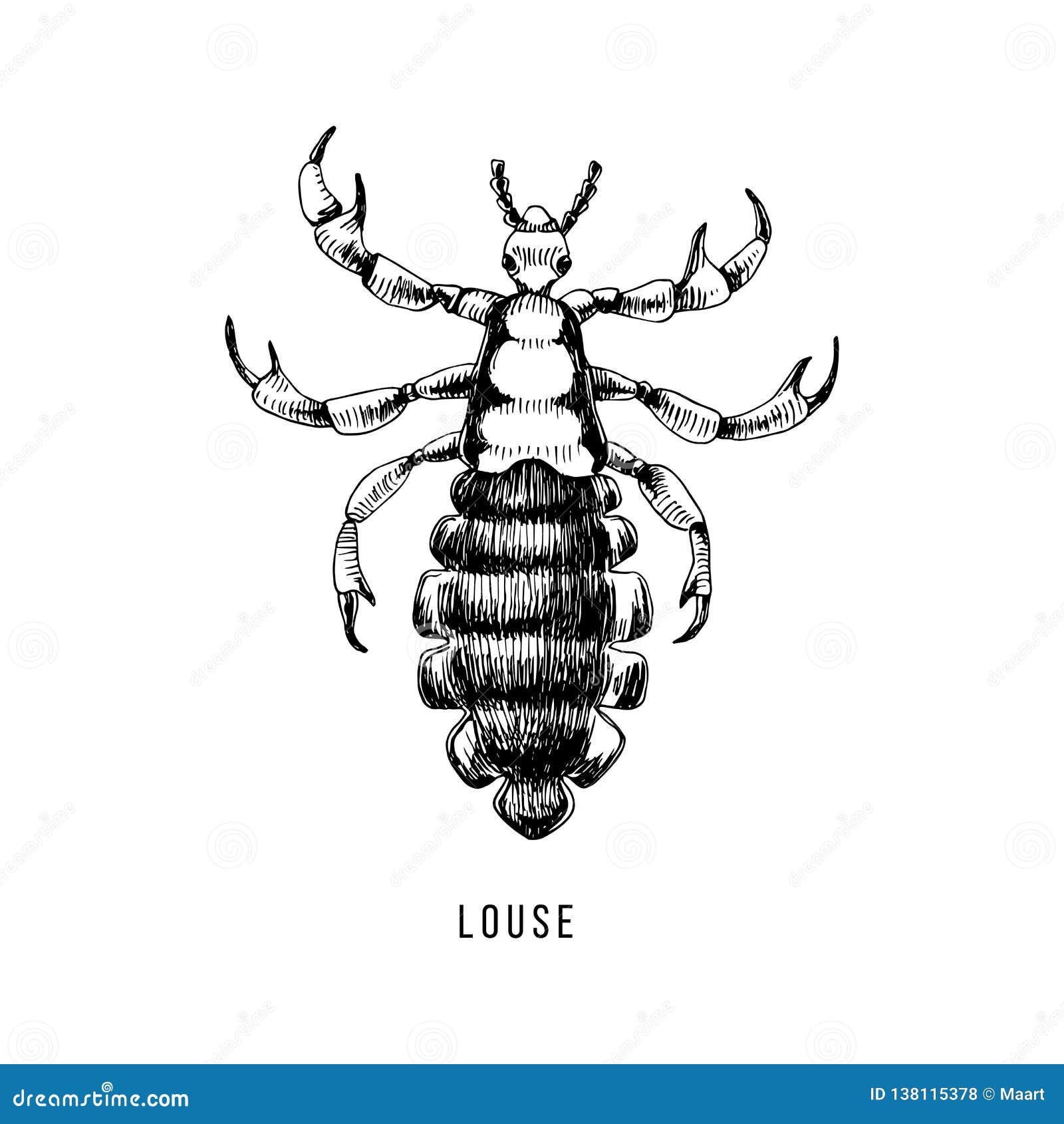 Hand drawn louse stock vector. Illustration of dangerous - 138115378