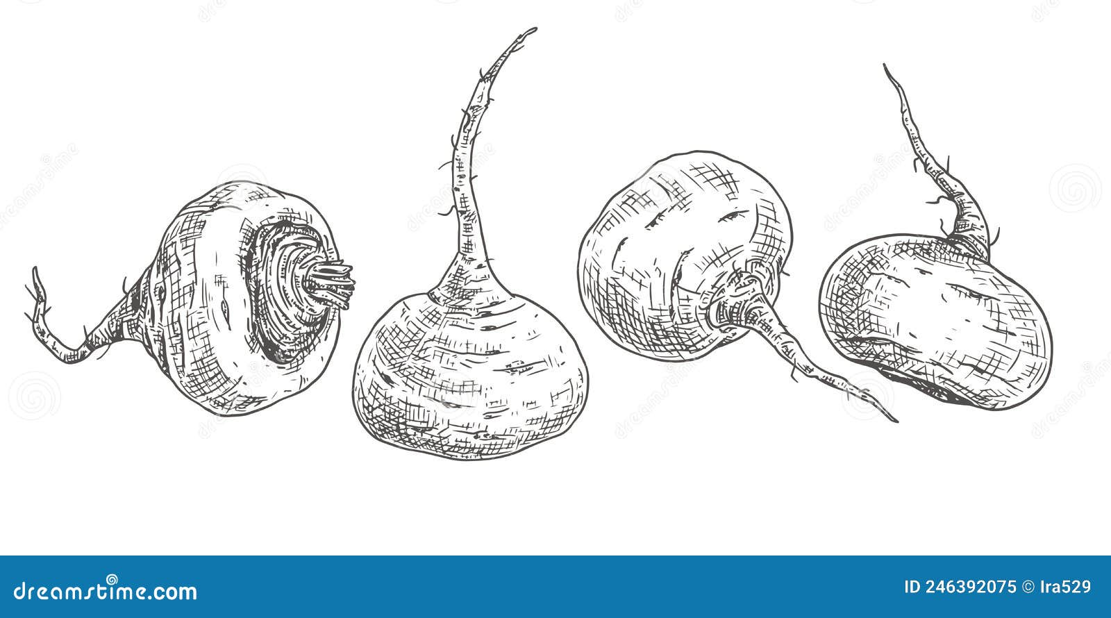 Hand Drawn Maca. Superfood. View from Different Angles Stock Vector ...