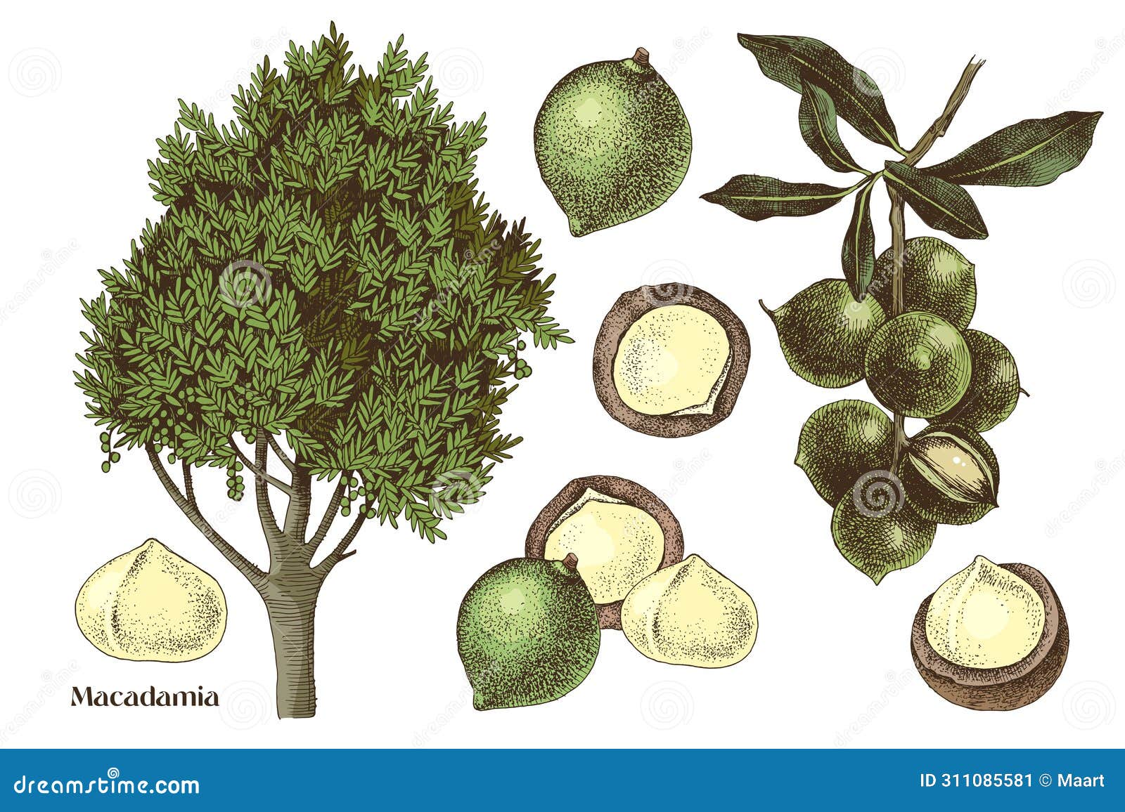 Hand Drawn Macadamia Nuts Vector Set Stock Vector - Illustration of ...