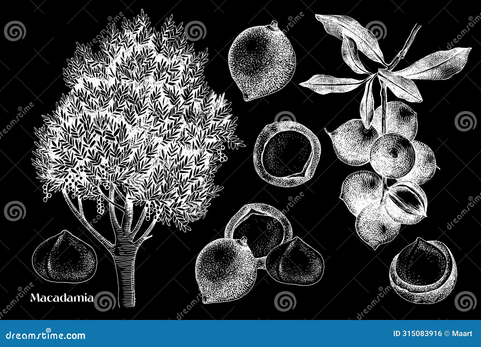 Hand Drawn Macadamia Nuts Vector Set Stock Illustration - Illustration ...