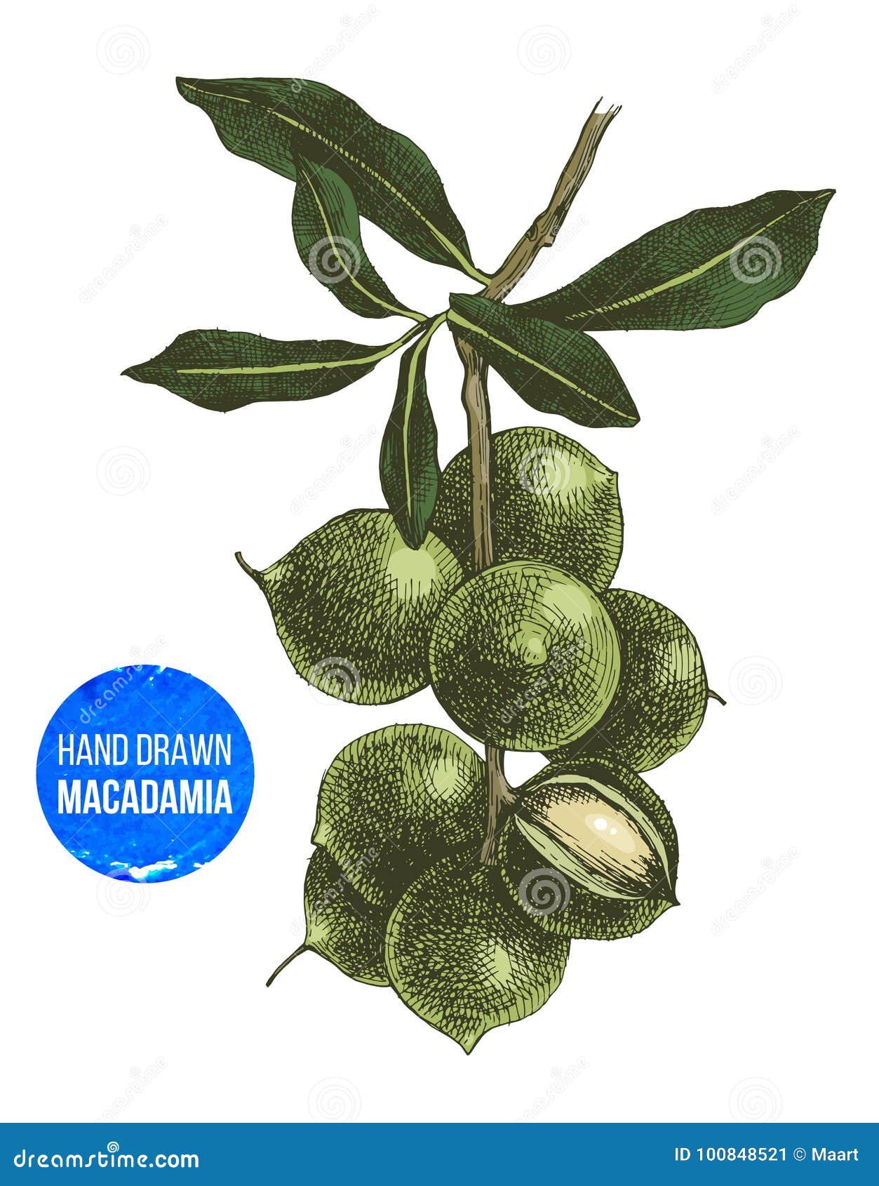 Hand Drawn Macadamia Tree Branch Stock Vector - Illustration of drawing ...