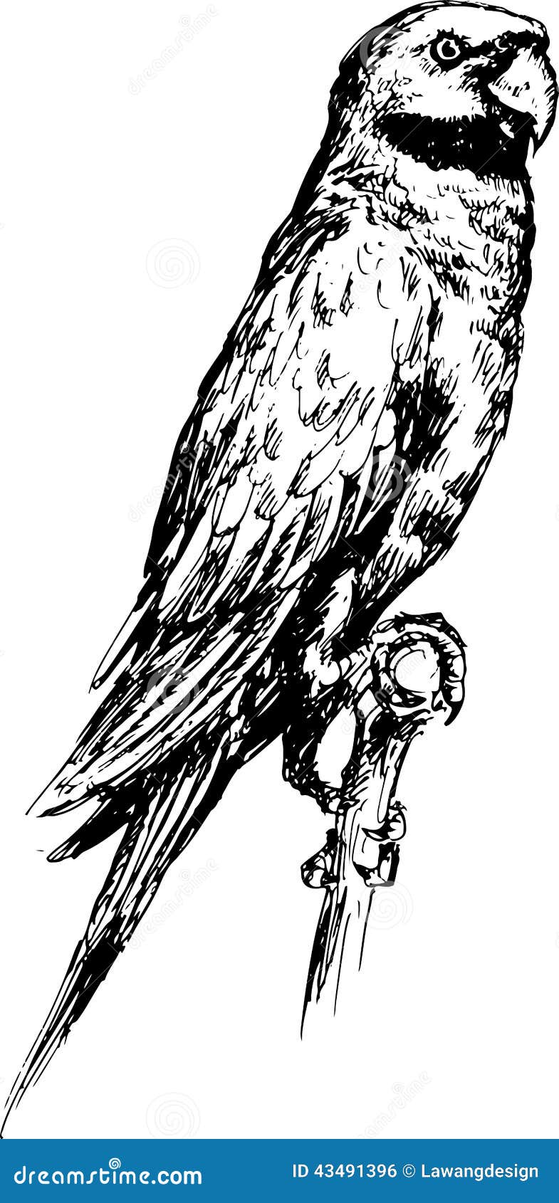 Hand drawn macaw bird stock vector. Illustration of parrot - 43491396