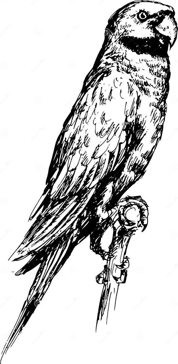 Hand drawn macaw bird stock vector. Illustration of parrot - 43491396