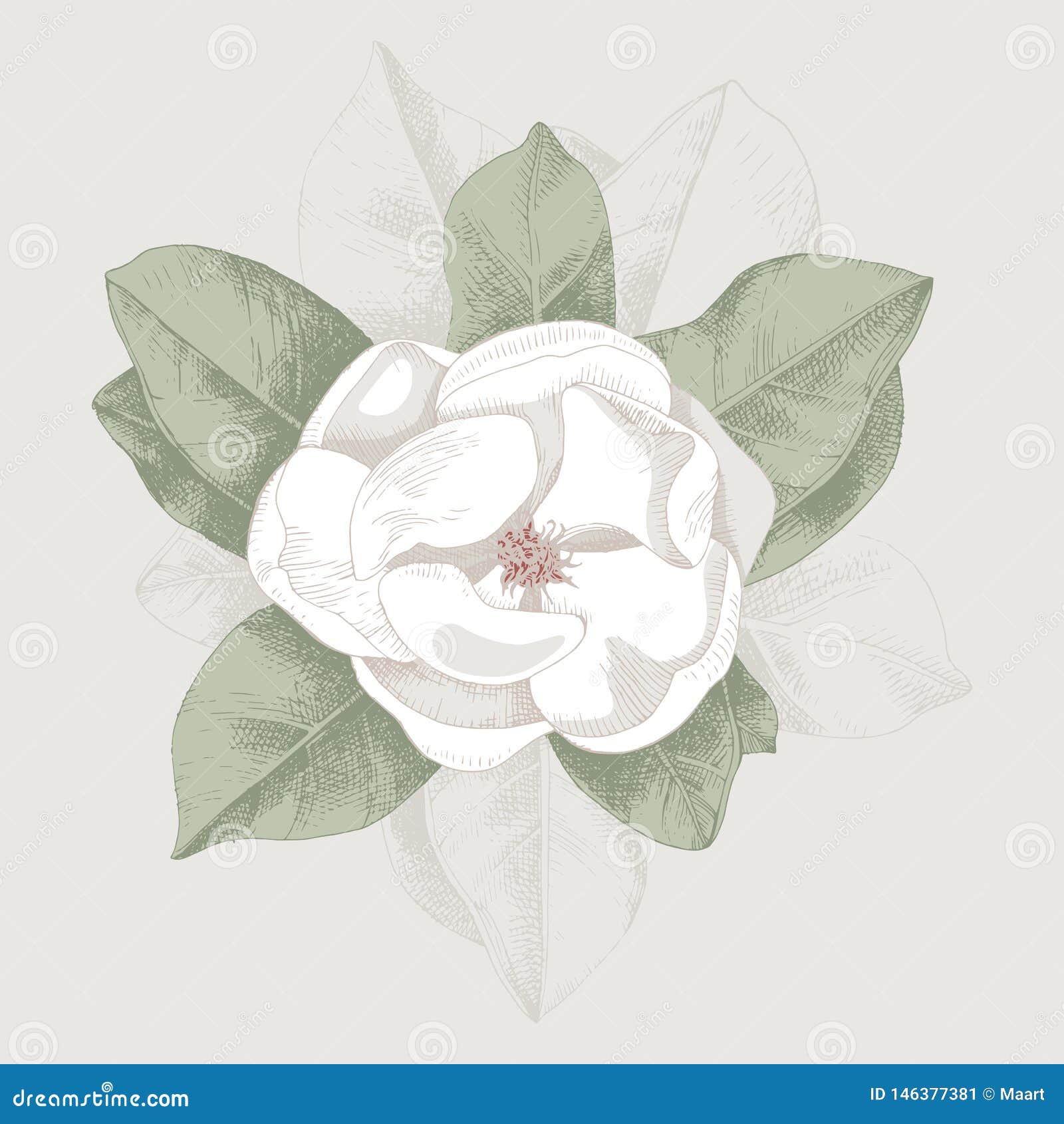 Hand drawn magnolia branch stock vector. Illustration of card - 146377381