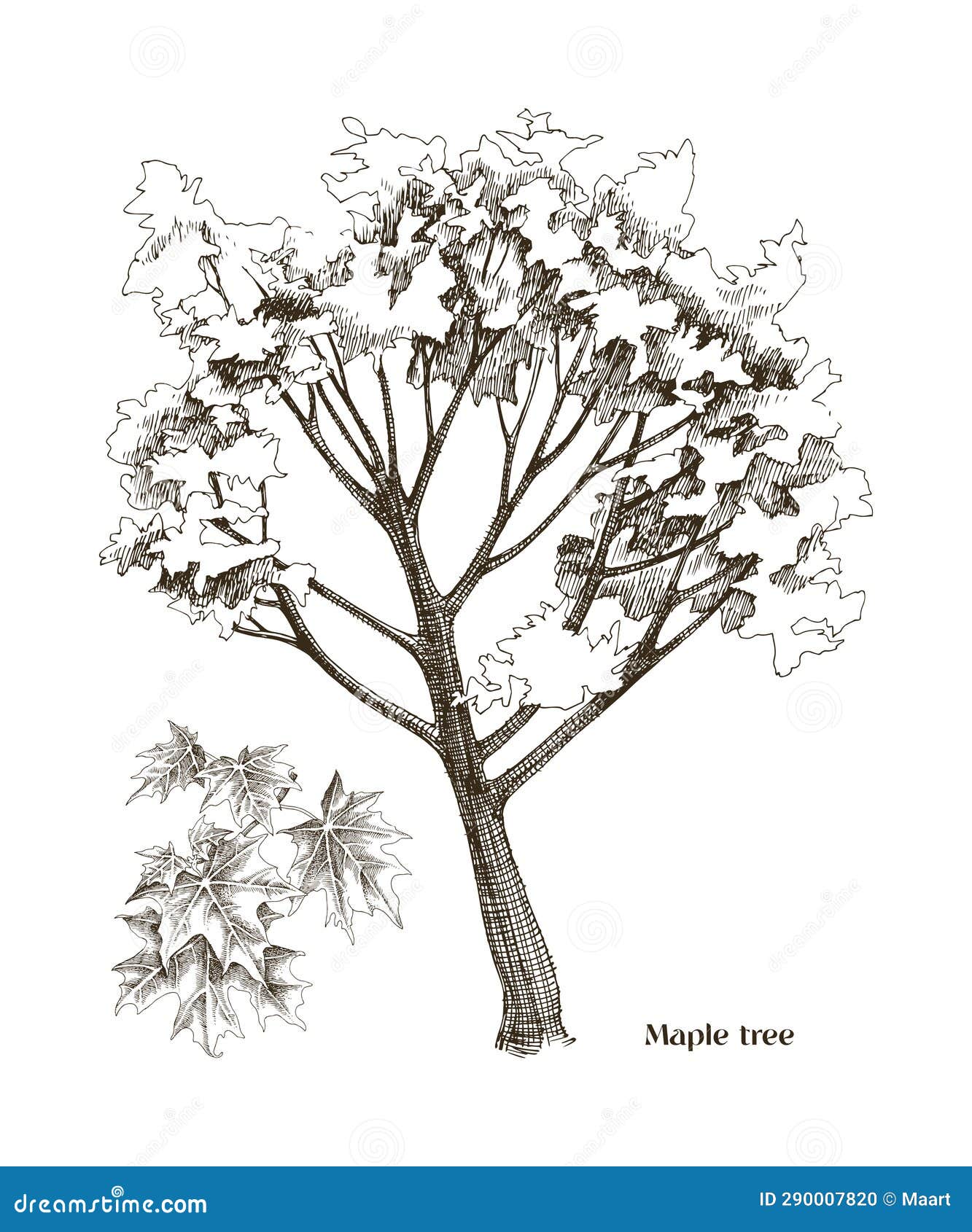 Hand Drawn Maple Tree Vector Stock Illustration - Illustration of ...