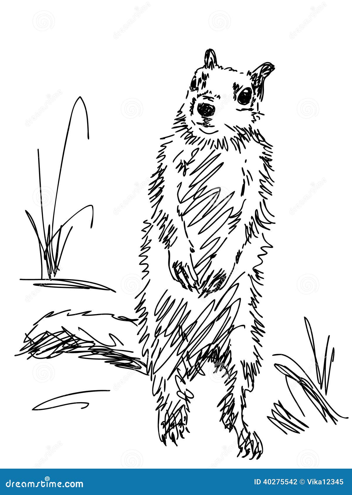 Hand drawn marmot stock vector. Illustration of look - 40275542