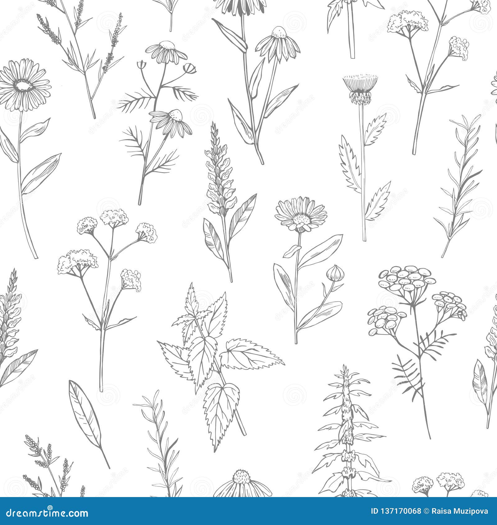 Hand Drawn Medicinal Herbs. Vector Pattern Stock Vector - Illustration ... Hand Drawn Medicinal Herbs. Vector Pattern Stock Vector - Illustration ...