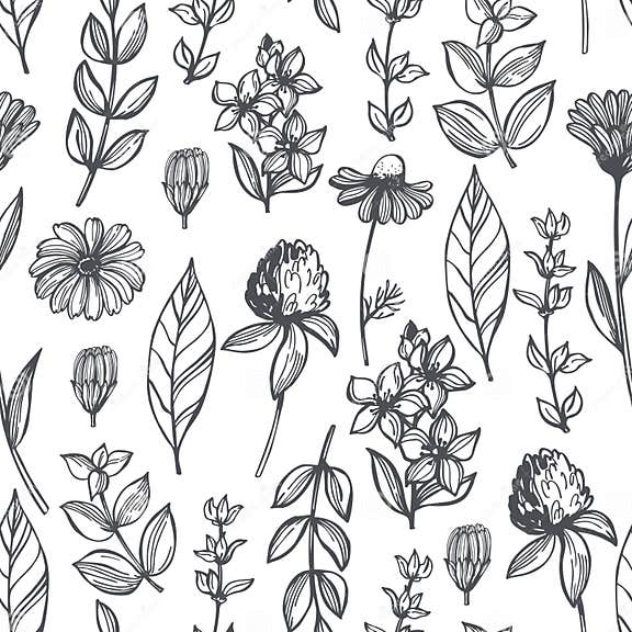 Vector Pattern with Medicinal Herbs Stock Vector - Illustration of ... Vector Pattern with Medicinal Herbs Stock Vector - Illustration of ...