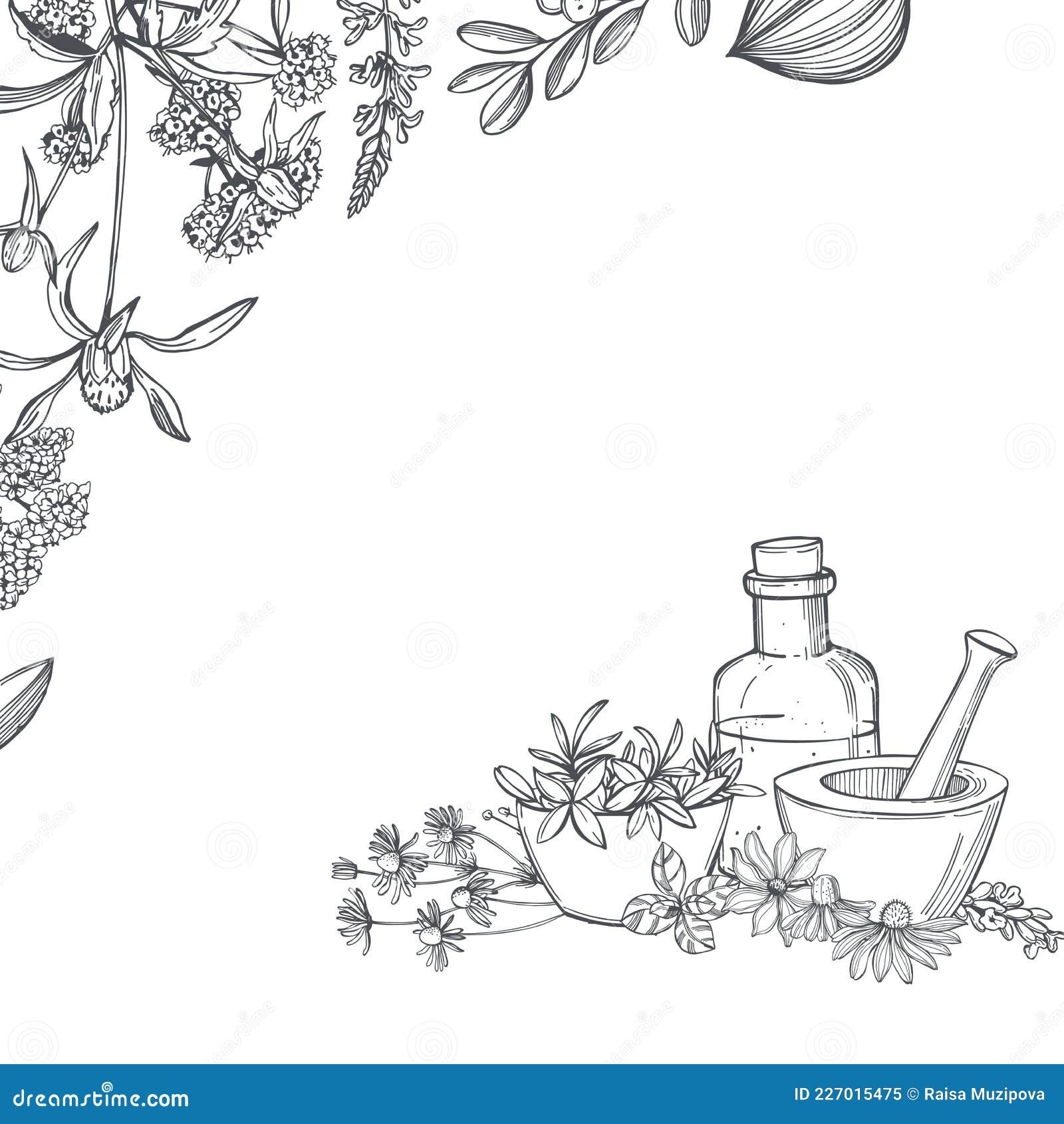 Hand Drawn Medicinal Herbs.Vector Sketch Illustration Stock Vector ...