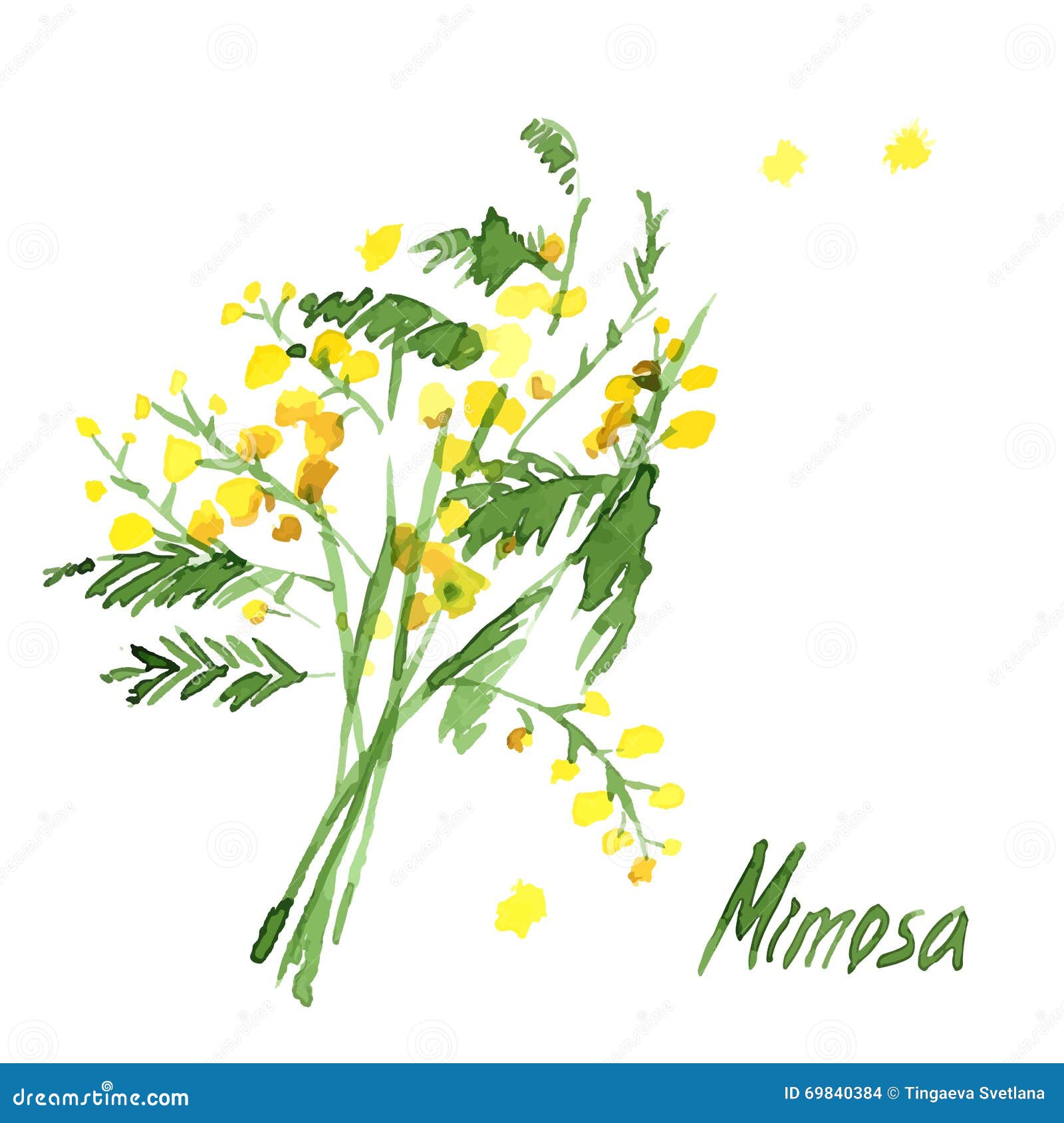 Hand-Drawn Mimosa, Painted in Watercolor Stock Illustration ...