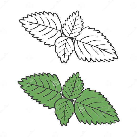 Hand Drawn Mint Leaf Isolated on White Stock Vector - Illustration of ...