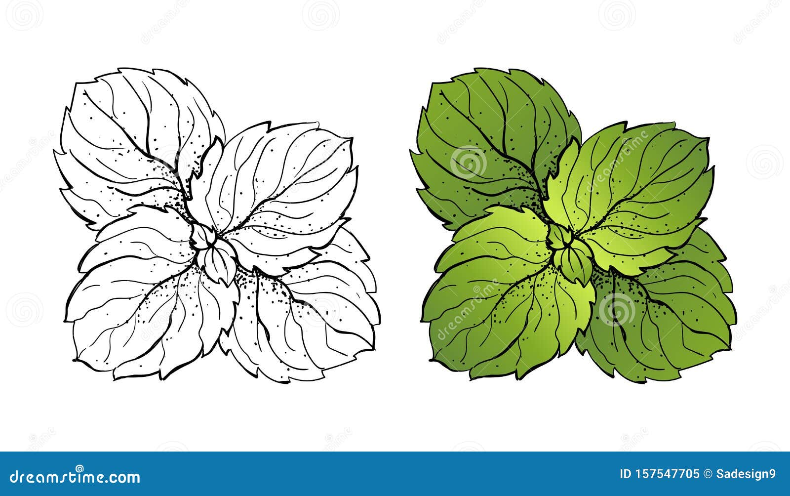 Hand Drawn Mint Leaves Sketch Isolated on White Background. Stock ...