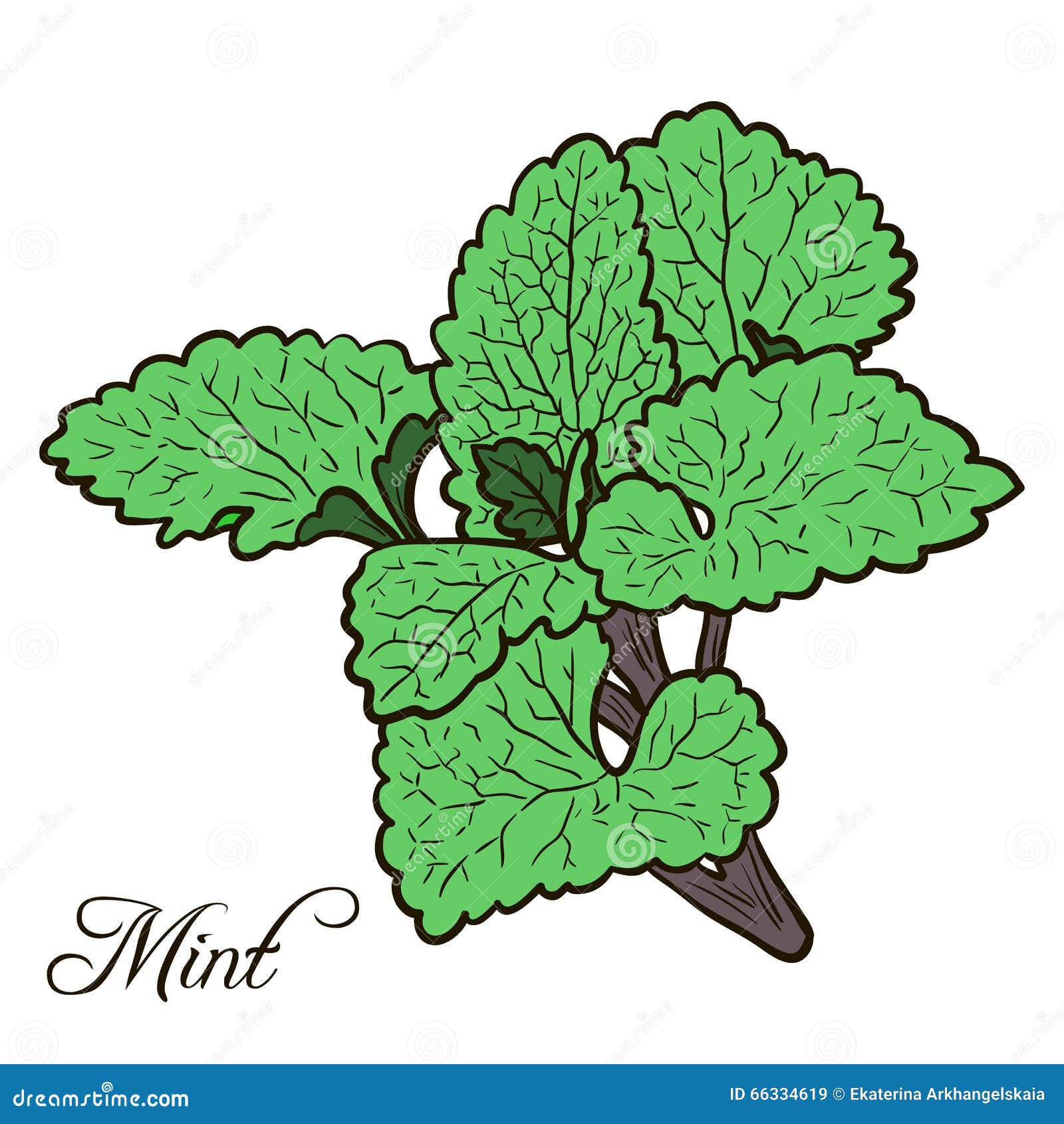 Hand Drawn Mint Plant with Leaves Stock Vector - Illustration of ...