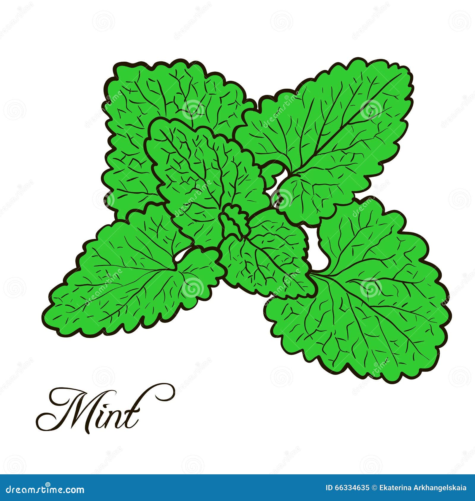 Mint Plant Icon Clipart Avatar Logotype Isolated Illustration Cartoon ...
