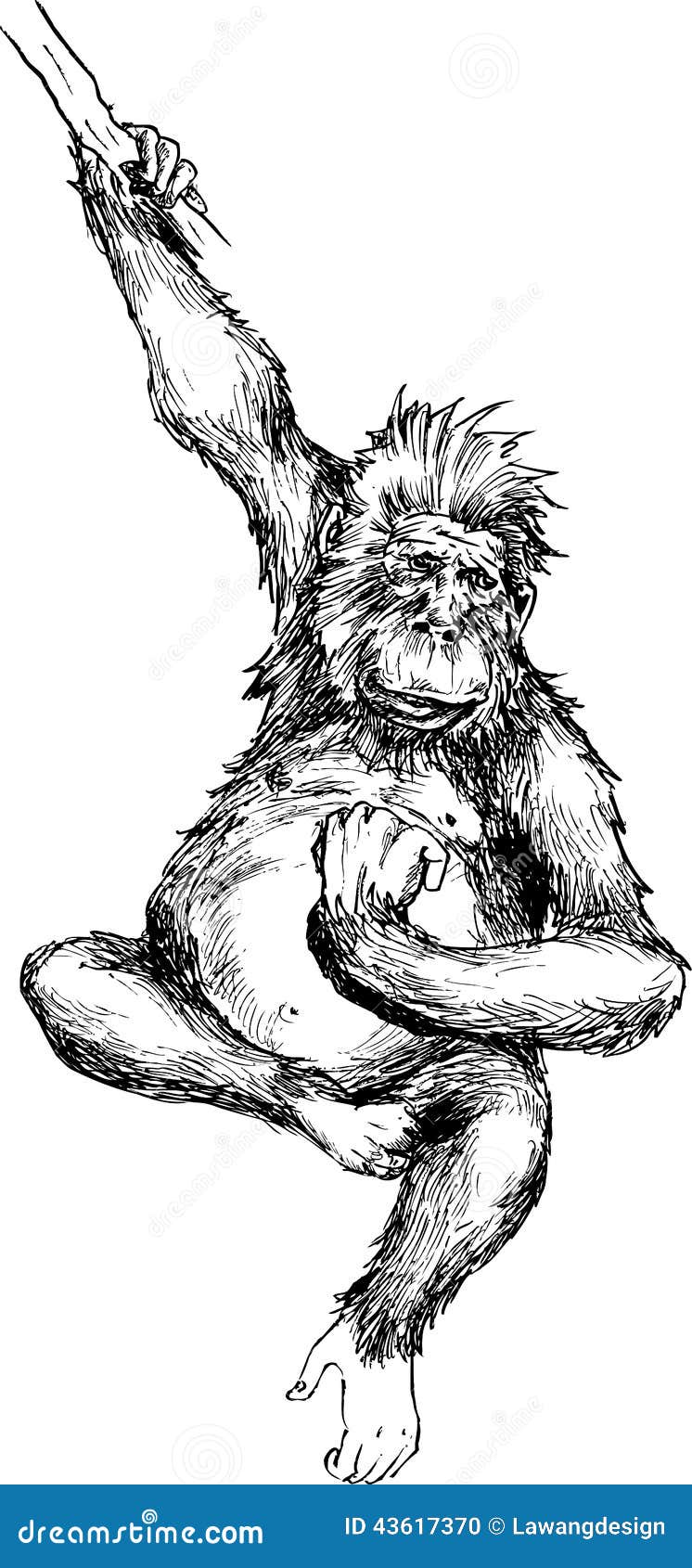 Hand drawn monkey hanging stock vector. Illustration of cartoon - 43617370