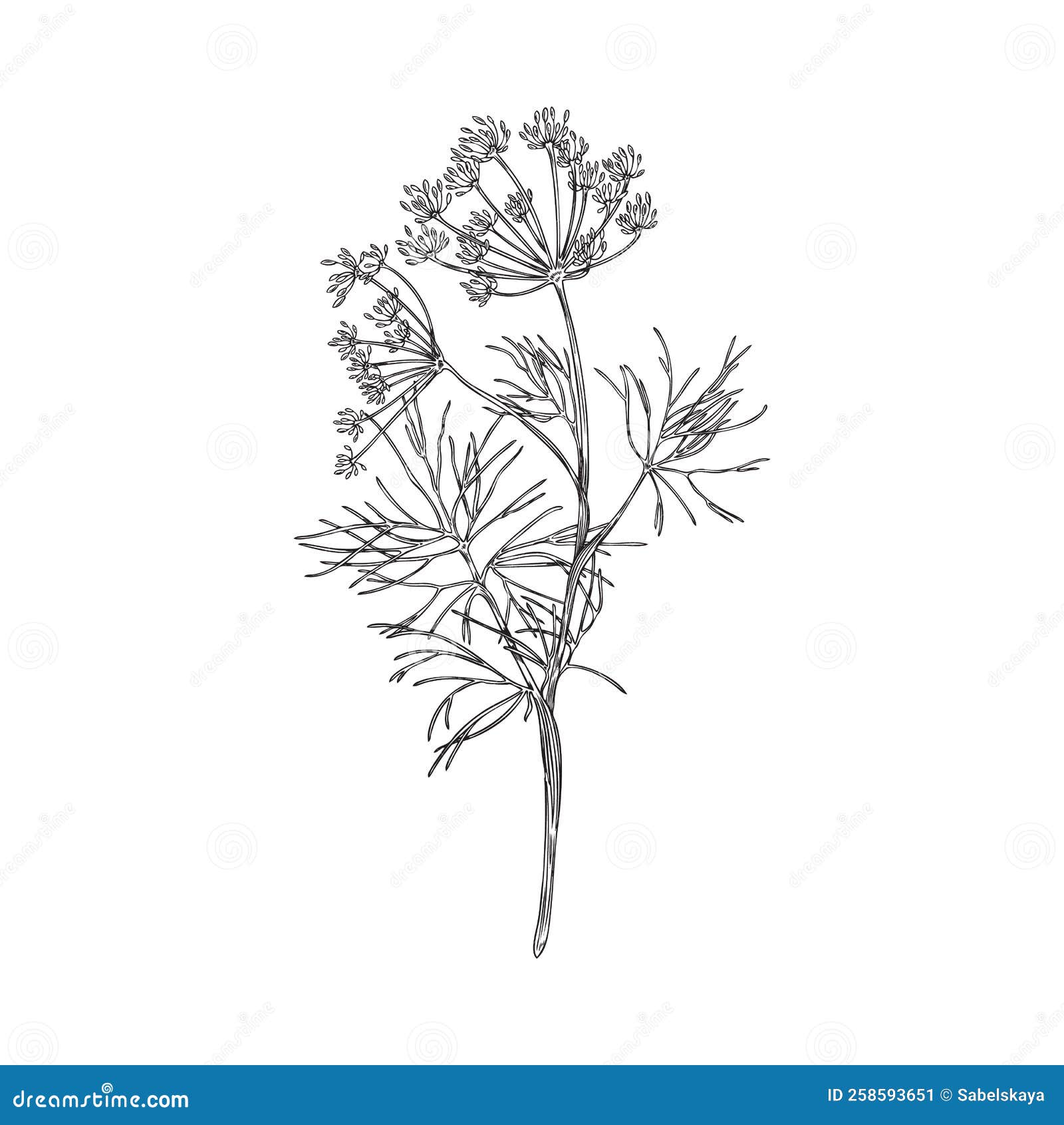 Hand Drawn Monochrome Dill Plant Sketch Style Vector Illustration Stock Vector Illustration
