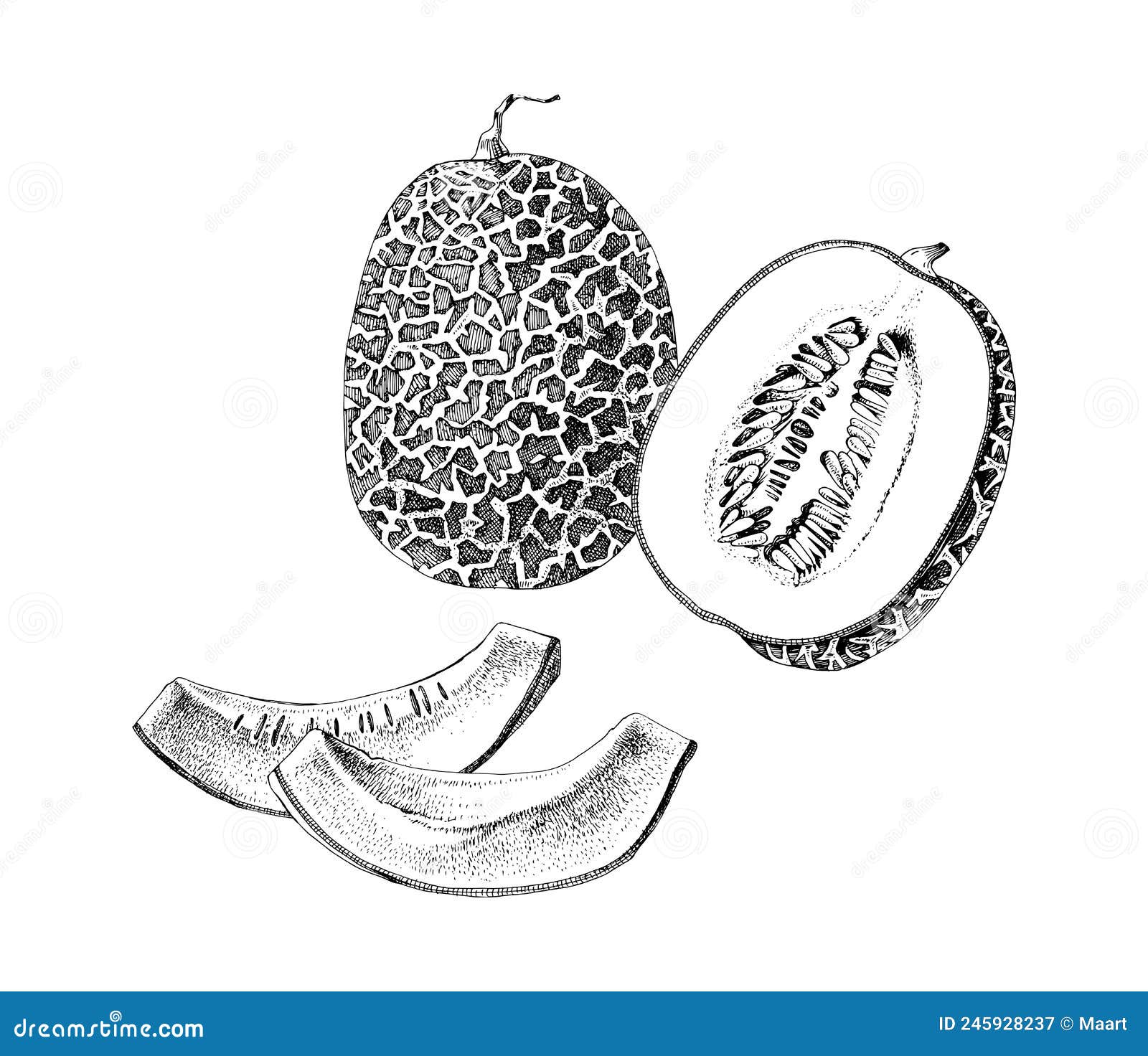 Hand Drawn Monochrome Melon Illustration Stock Vector - Illustration of ...
