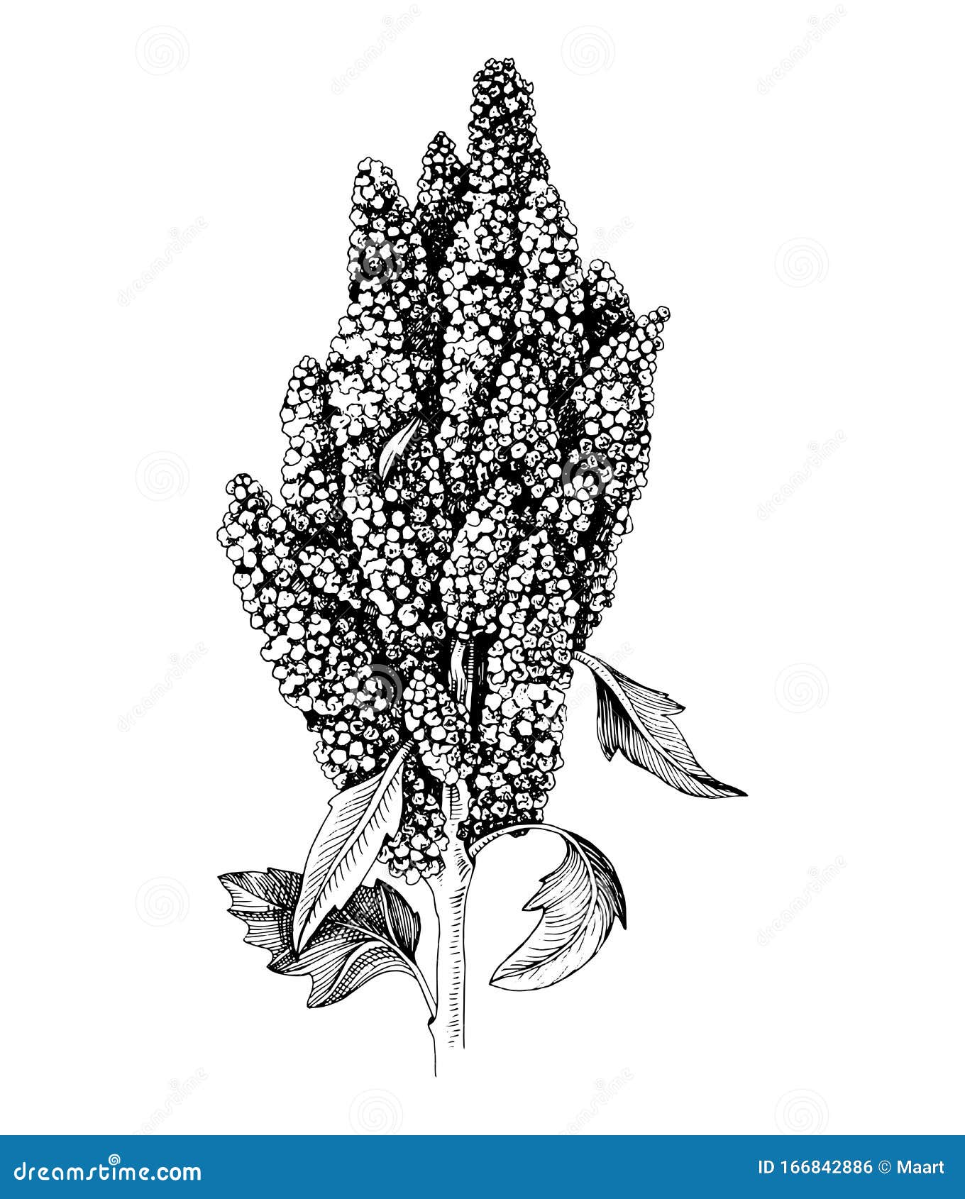 Hand Drawn Monochrome Quinoa Plant Stock Vector - Illustration of drawn ... Hand Drawn Monochrome Quinoa Plant Stock Vector - Illustration of drawn ...