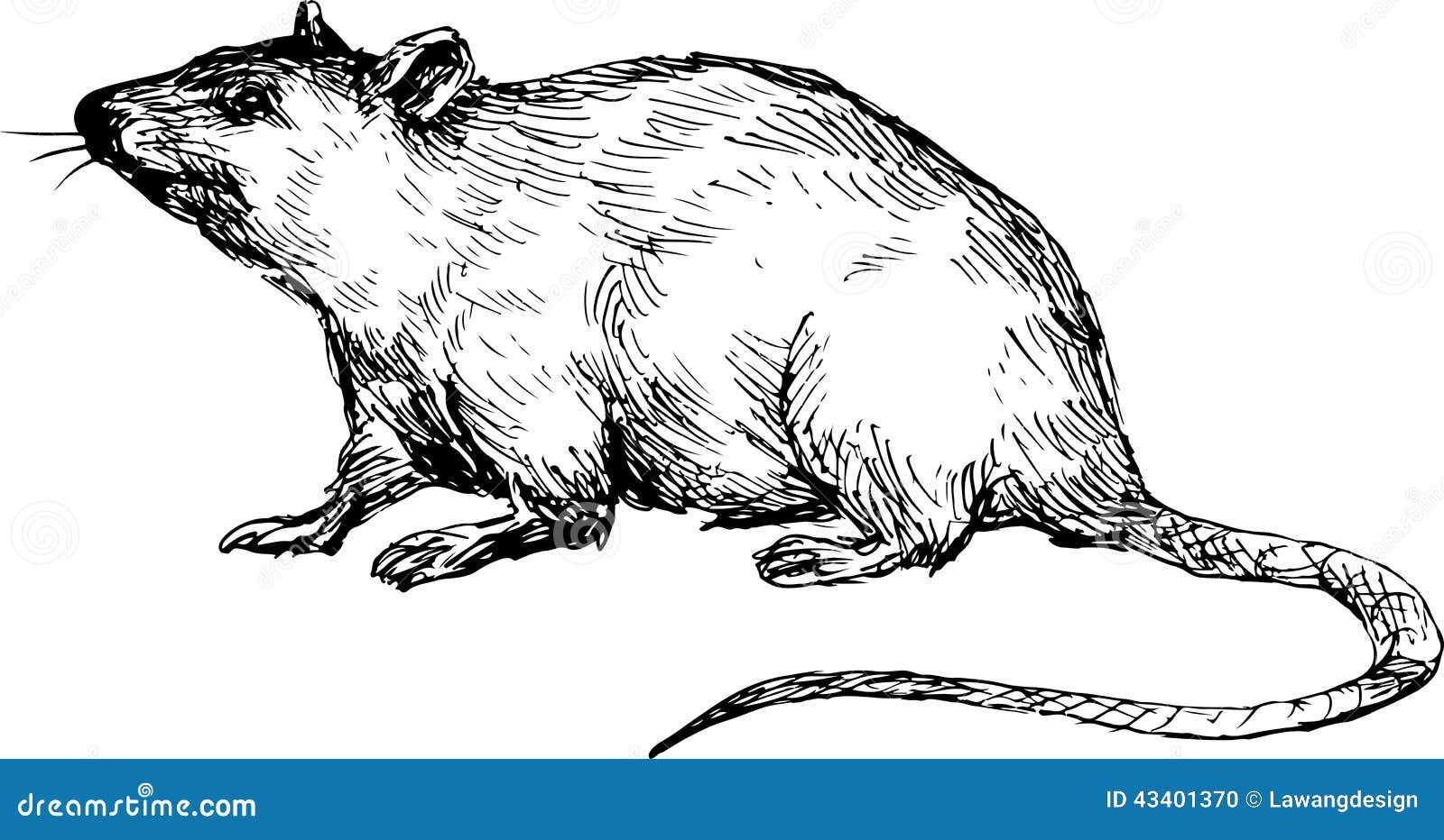 Hand drawn mouse stock vector. Illustration of cartoon - 43401370