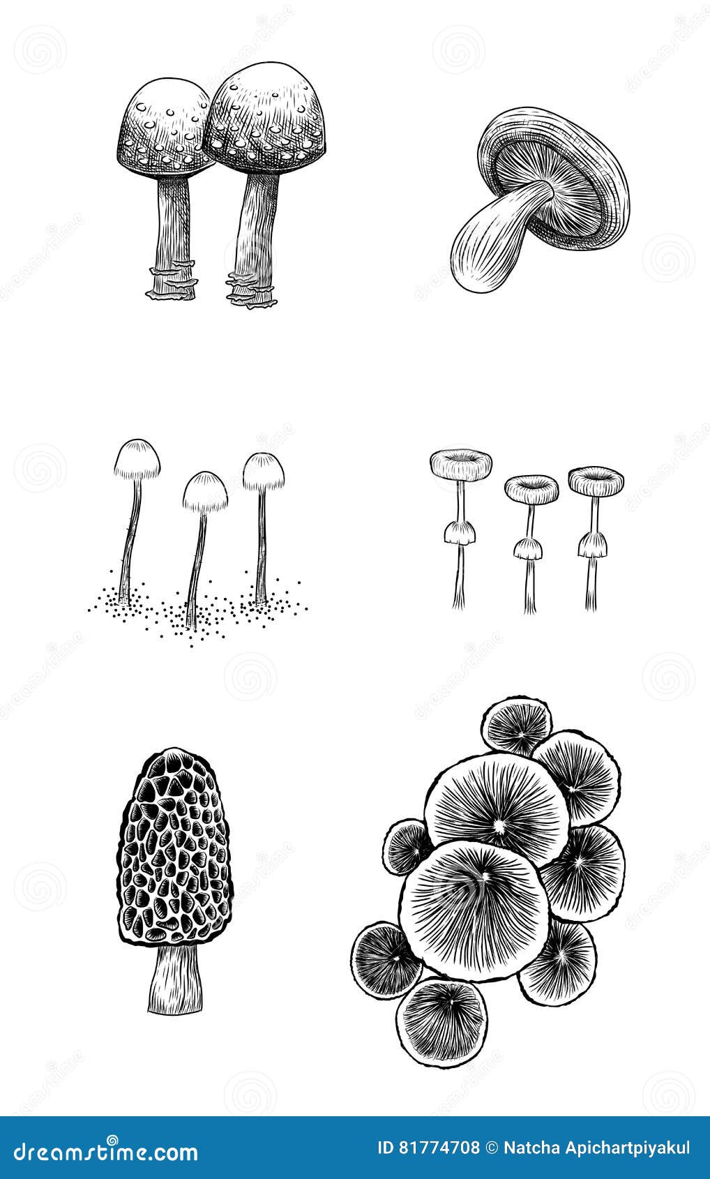 Hand drawn mushroom stock vector. Illustration of mushroom - 81774708