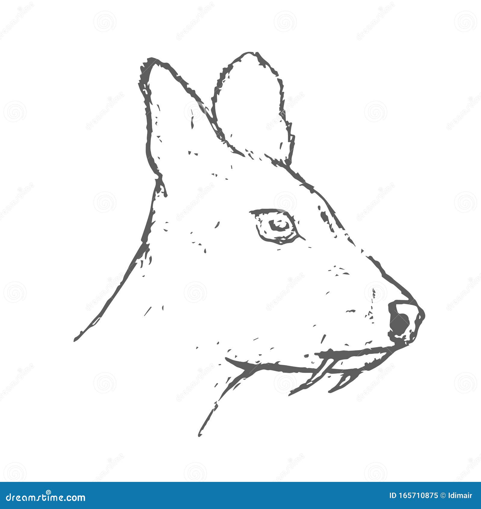 Hand Drawn Musk Deer Head Sketch. Vector Stock Vector - Illustration of ...