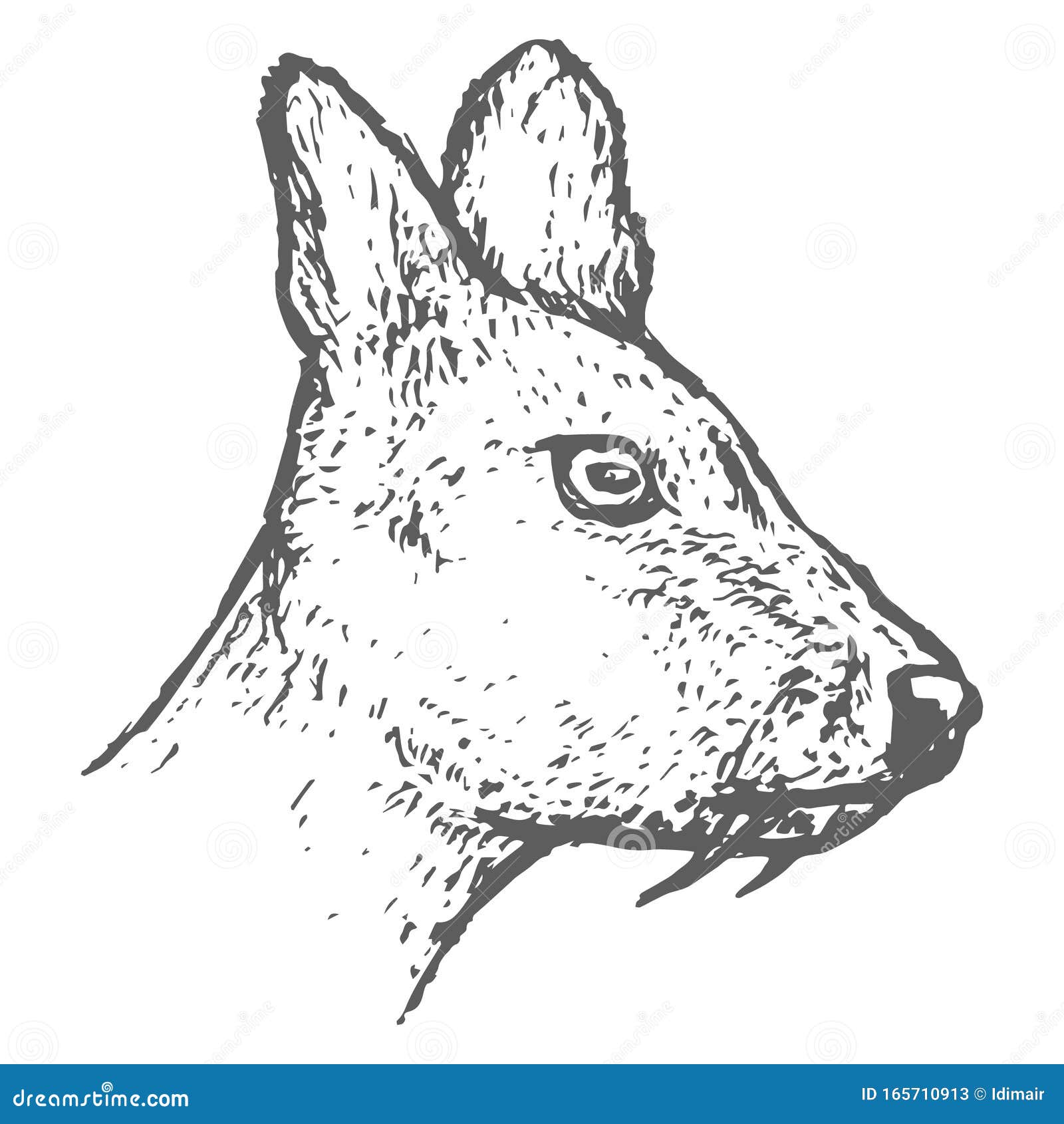 Hand Drawn Musk Deer Head Sketch. Vector Stock Vector - Illustration of ...