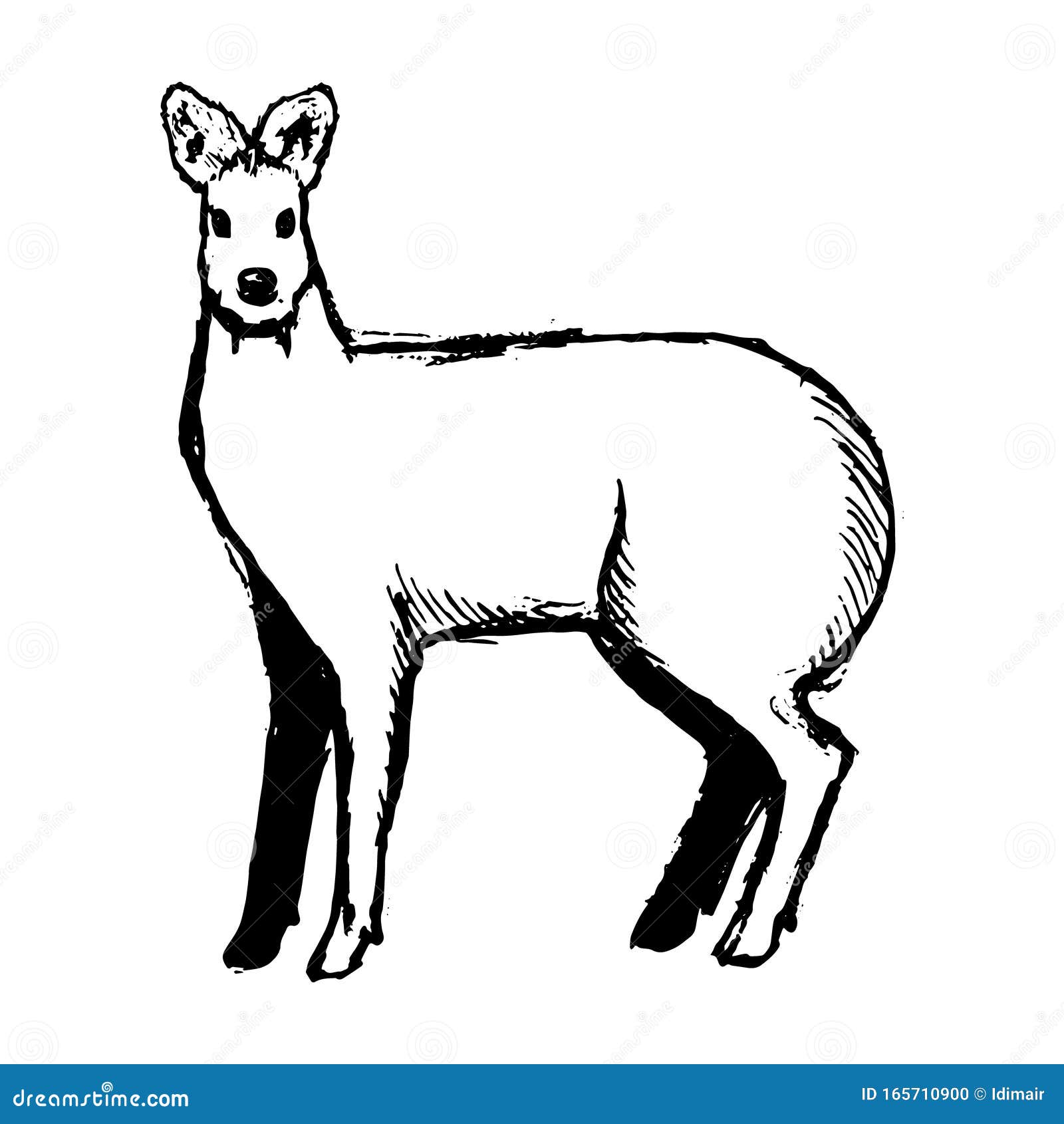 Hand Drawn Musk Deer Sketch on White. Vector Stock Vector ...