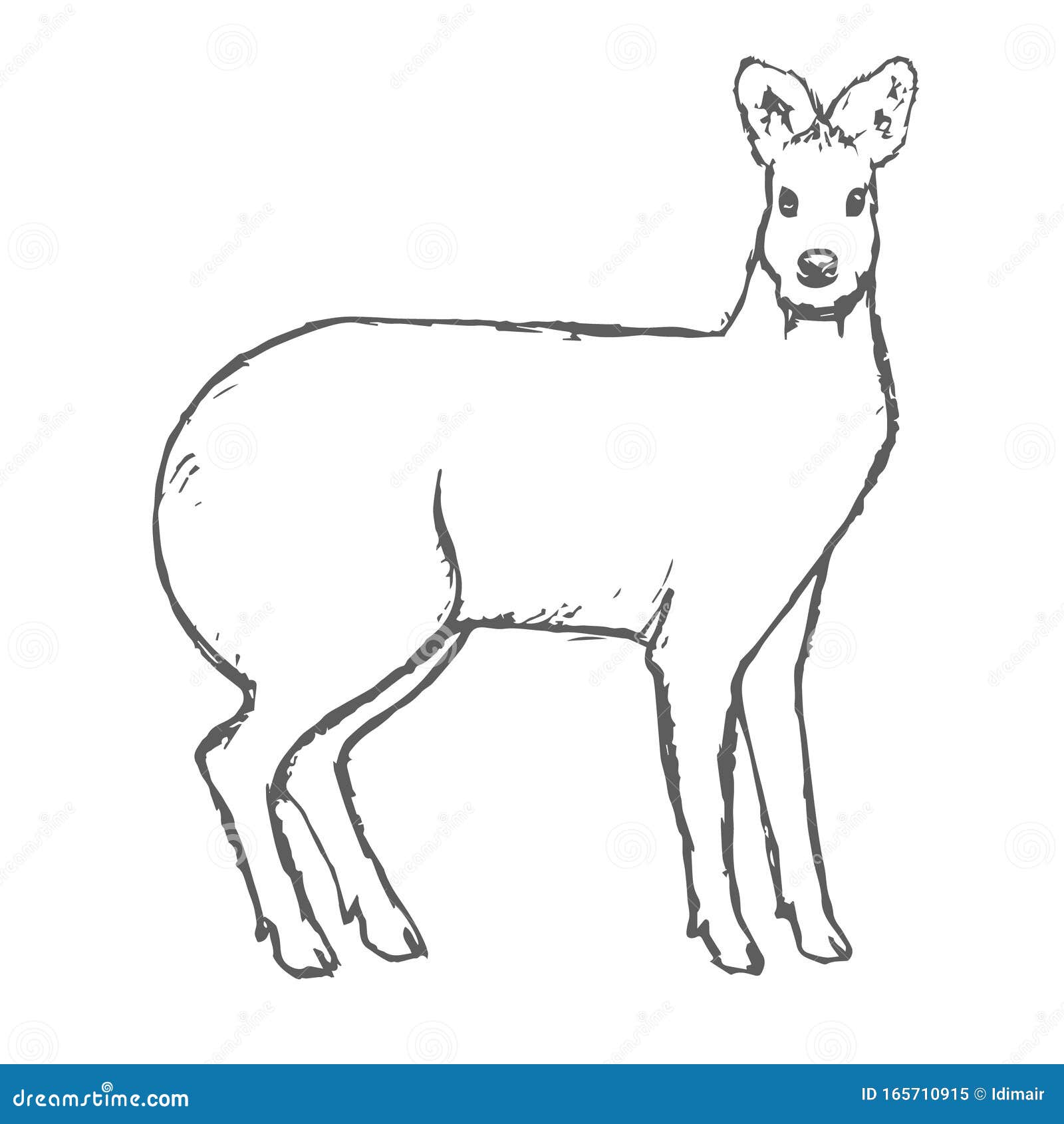 Hand Drawn Musk Deer Sketch on White. Vector Stock Vector ...