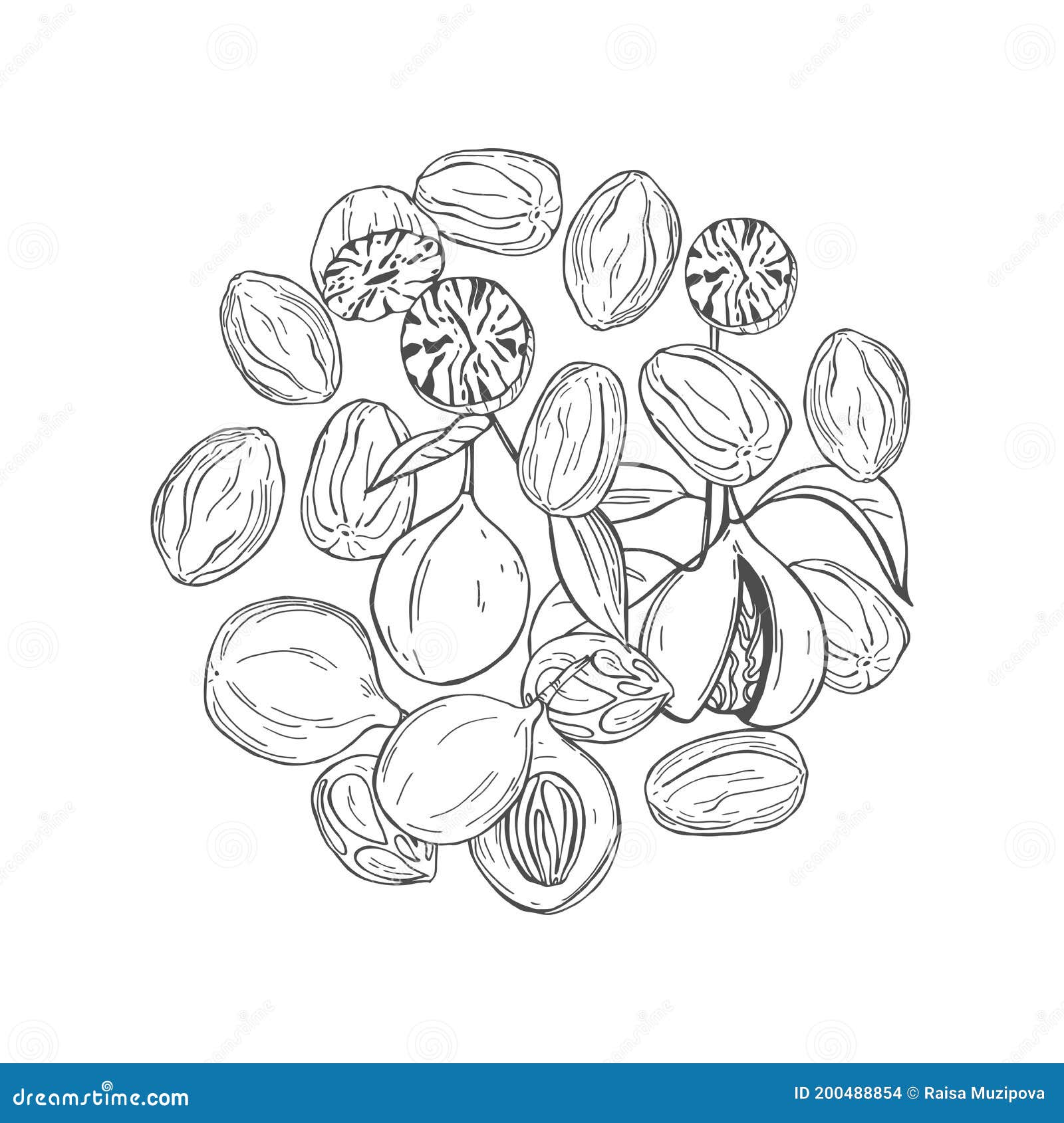 Hand Drawn Nutmeg. Vector Illustration Stock Vector - Illustration of ...