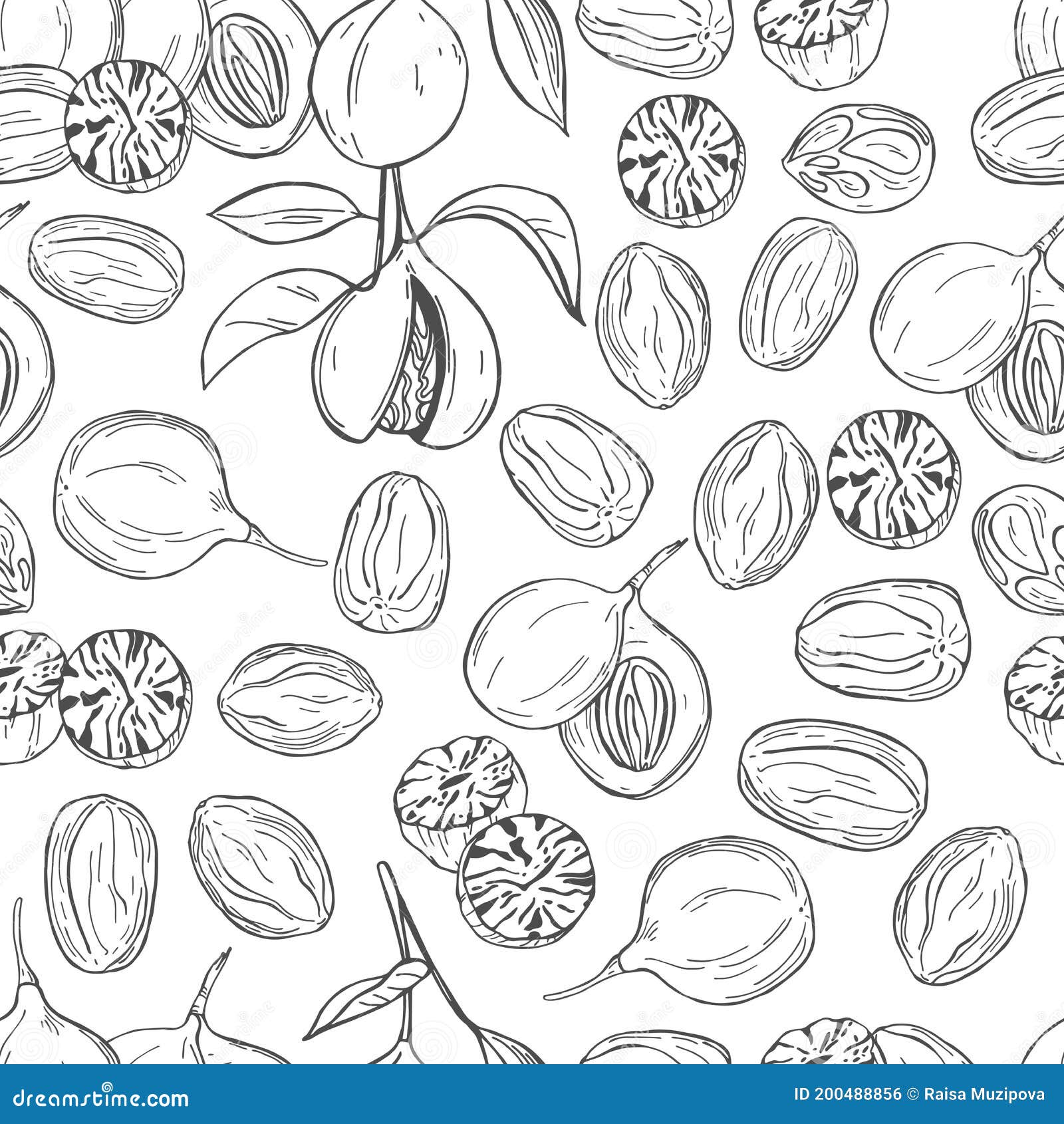Hand Drawn Nutmeg. Vector Pattern Stock Vector - Illustration of spice ...