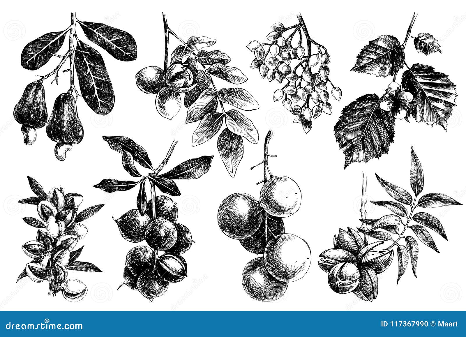 Hand Drawn Nuts on Branches Stock Vector - Illustration of collection ...