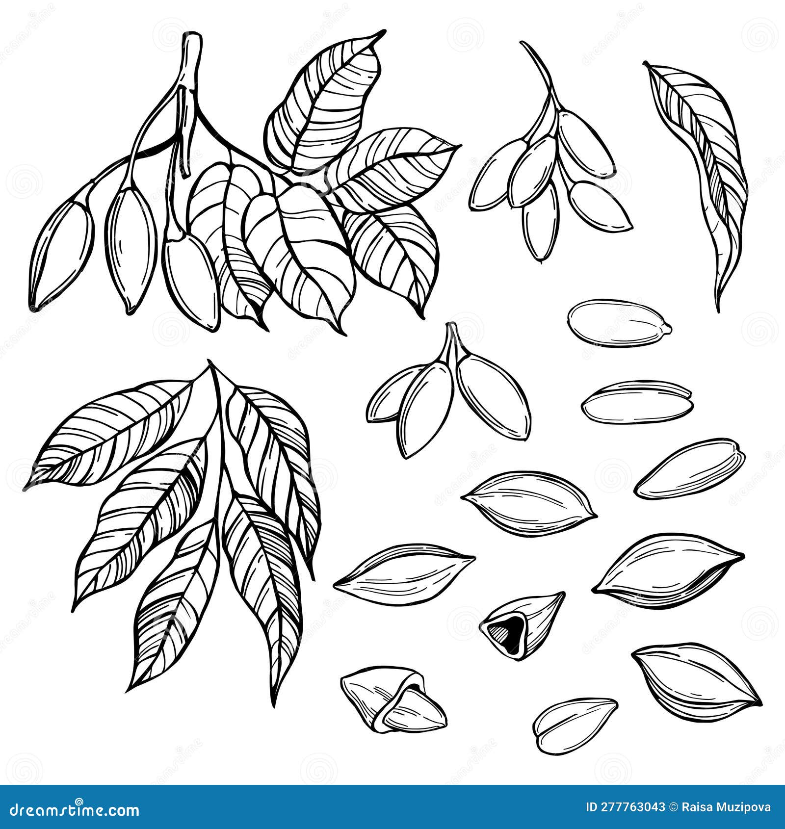 Hand-drawn Nuts. Sketch Illustration Stock Vector - Illustration of ...
